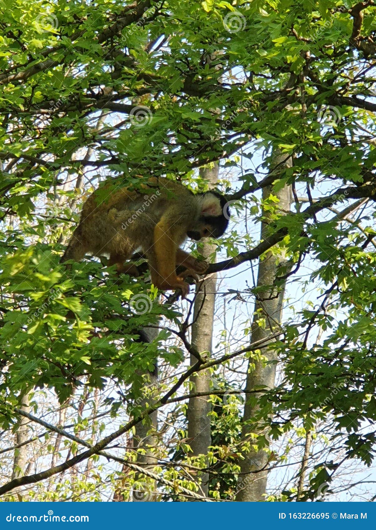 Monkey Climbing Tree Stock Photos - Download 2,665 Royalty Free Photos