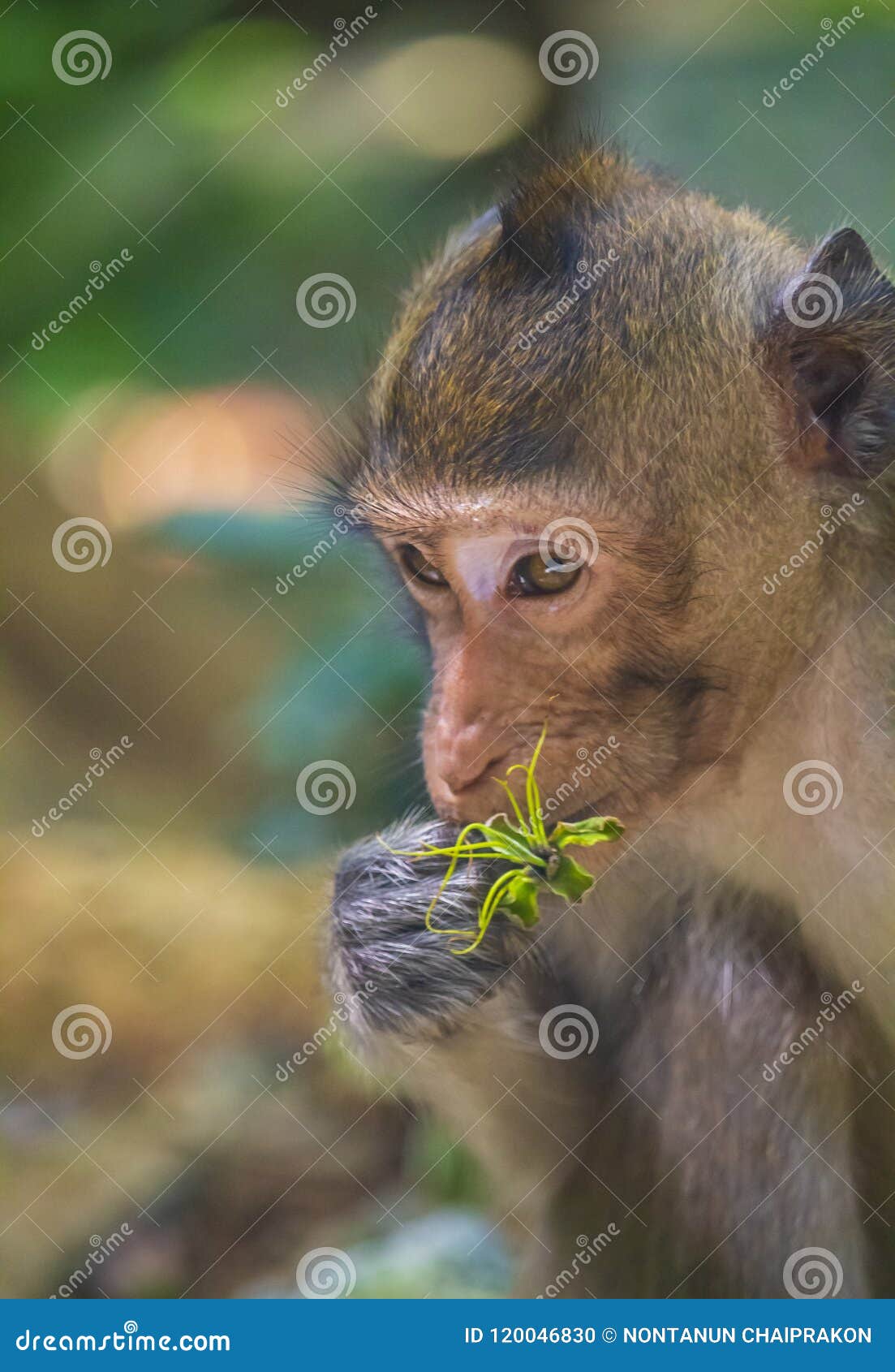 Cute Little Monkey the Species is Native To and Living in the Ce Stock ...