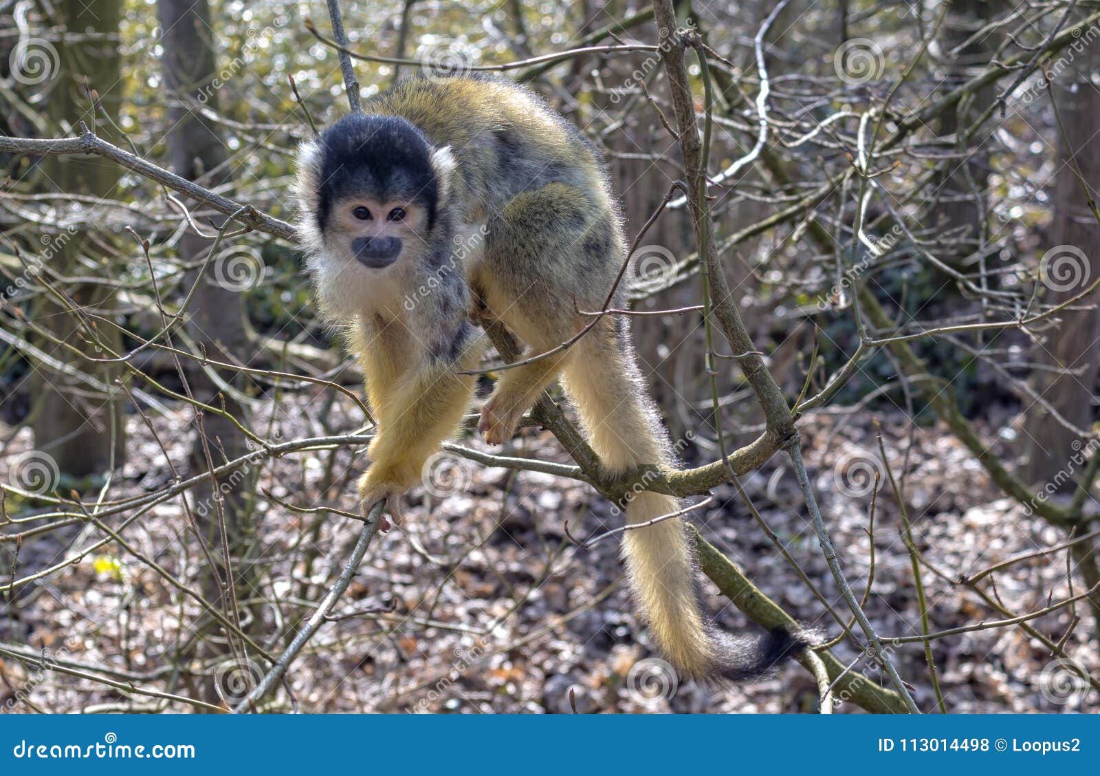 Cute Little Monkey in a Tree Stock Photo - Image of looking, spring ...