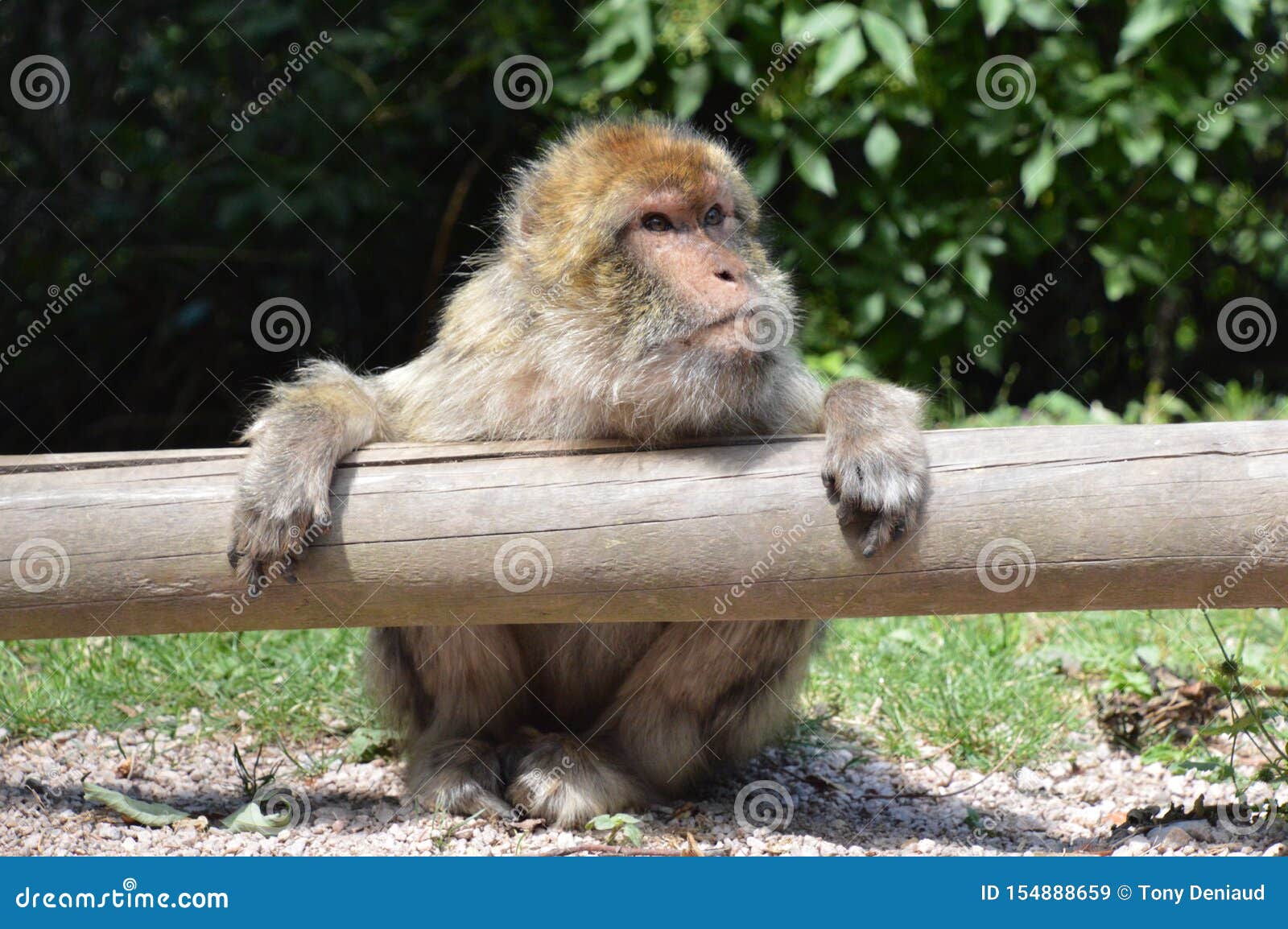 Monkeys / Singes stock image. Image of europeens, mammifere - 154888659