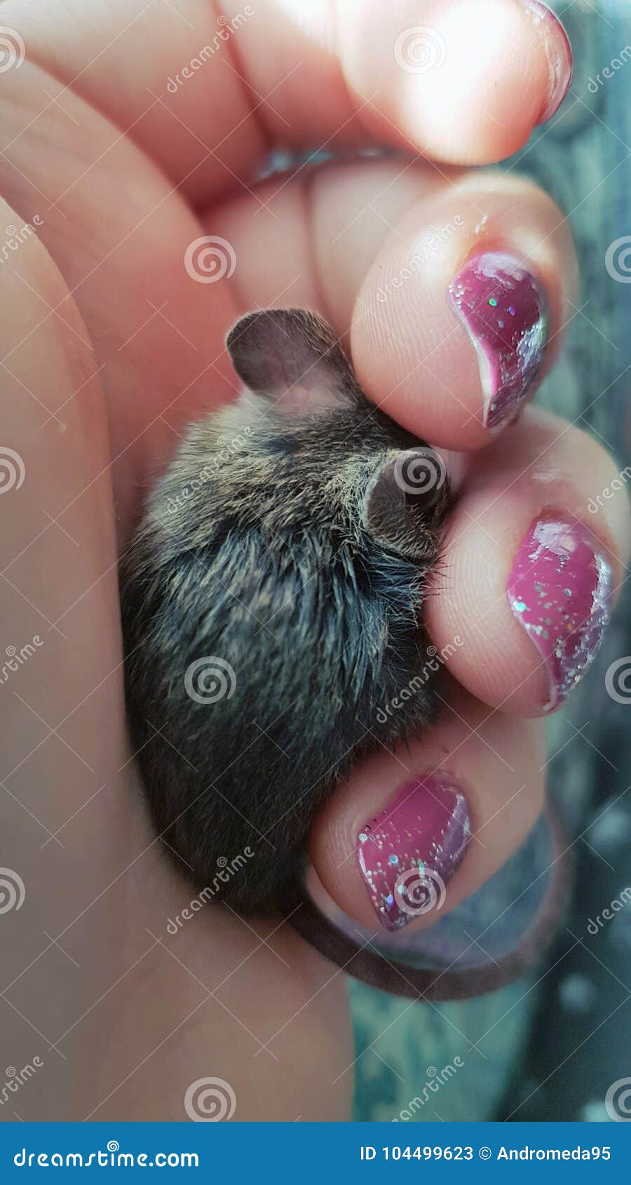 Little mouse stock image. Image of love, nature, mouse - 104499623