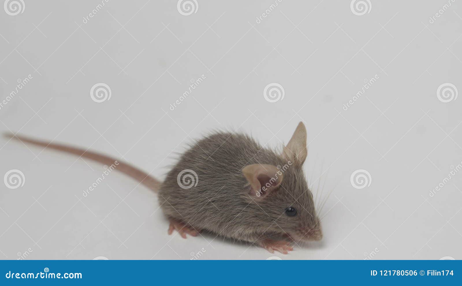 Cute Little Mouse on a White Background Stock Footage - Video of ...