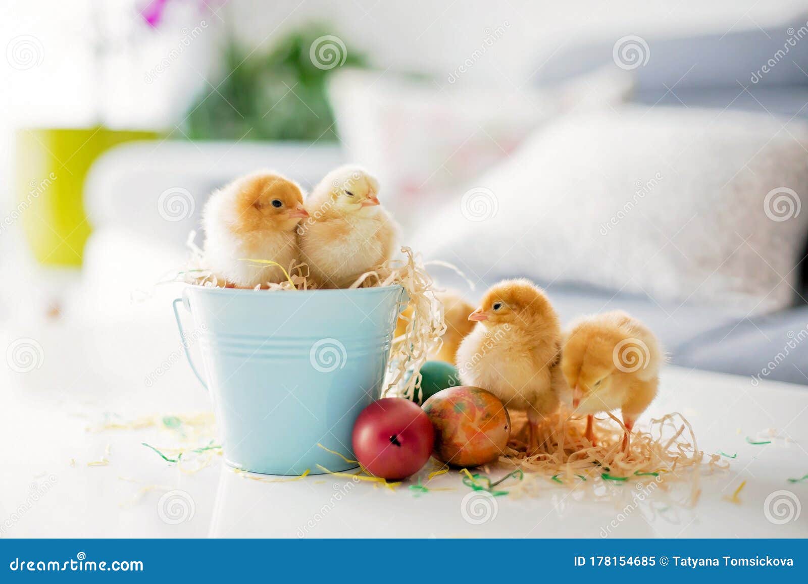 Cute Little Newborn Chicks in a Bucket and Easter Eggs Stock Image ...