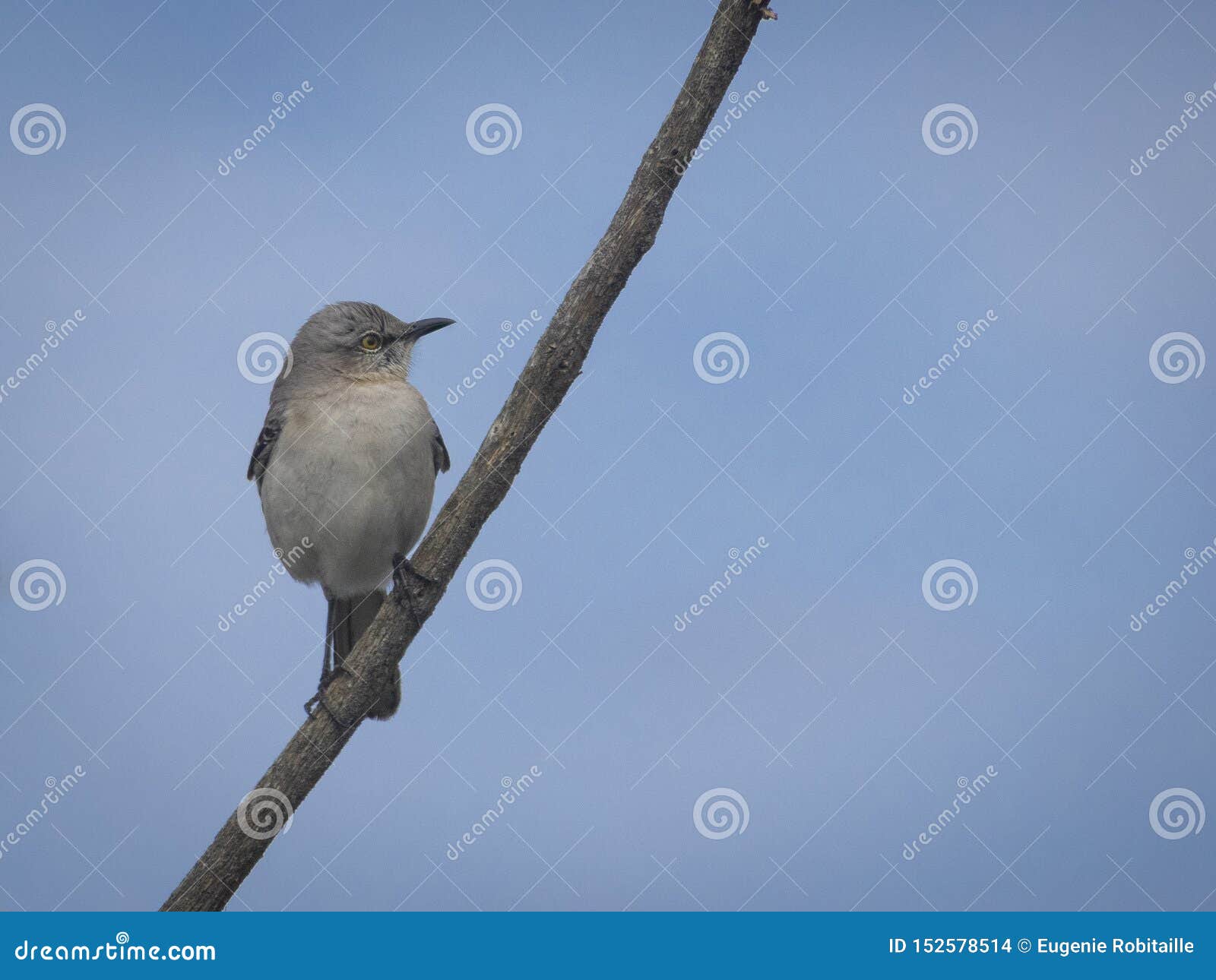 Cute Little Northern Mockingbird Stock Photo - Image of nothern, nature ...