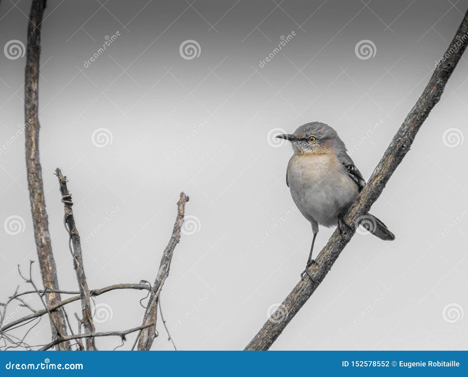 Cute Little Northern Mockingbird Stock Photo - Image of winter ...