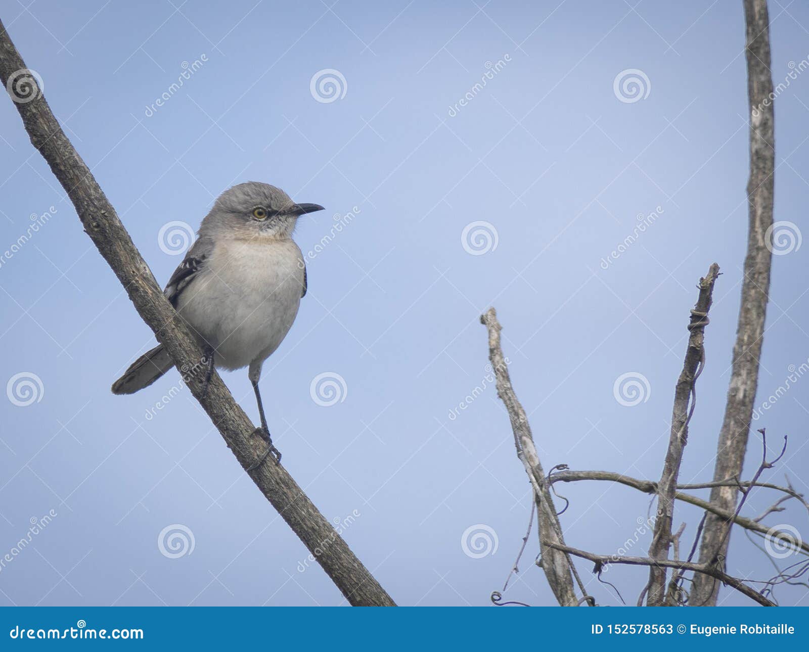 Cute Little Northern Mockingbird Stock Image - Image of northern ...