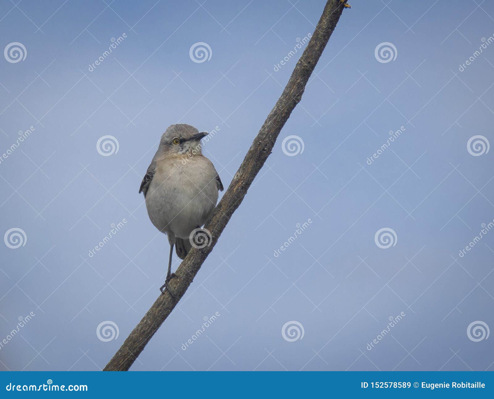 Cute Little Northern Mockingbird Stock Image - Image of polyglottus ...