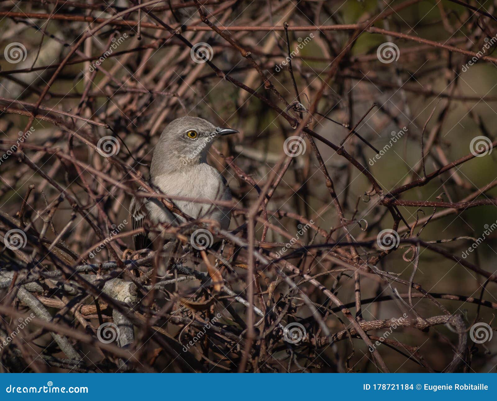 Cute Little Northern Mockingbird Stock Photo - Image of sunny ...