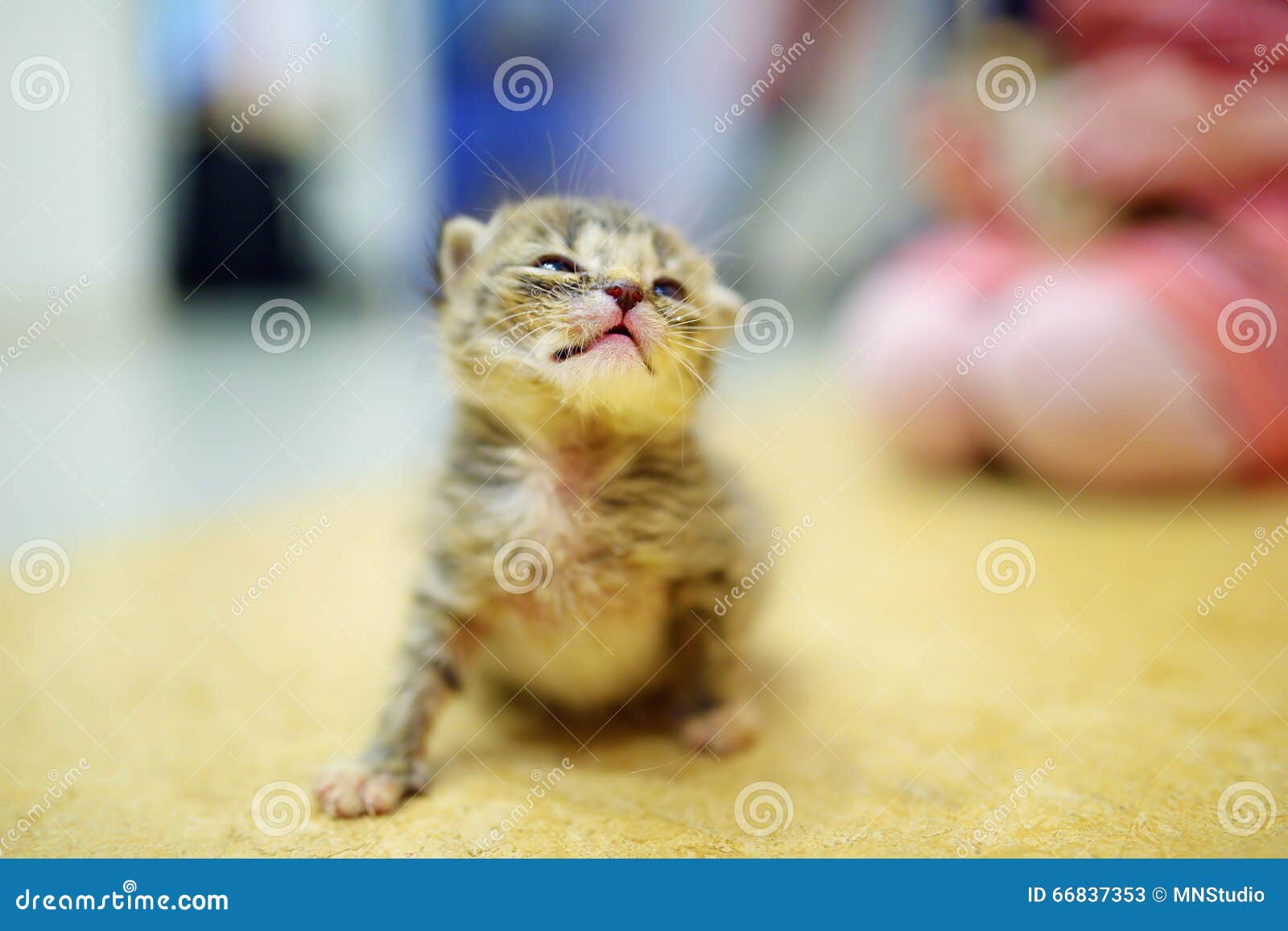 Cute little orphan kitten stock image. Image of orphan - 66837353