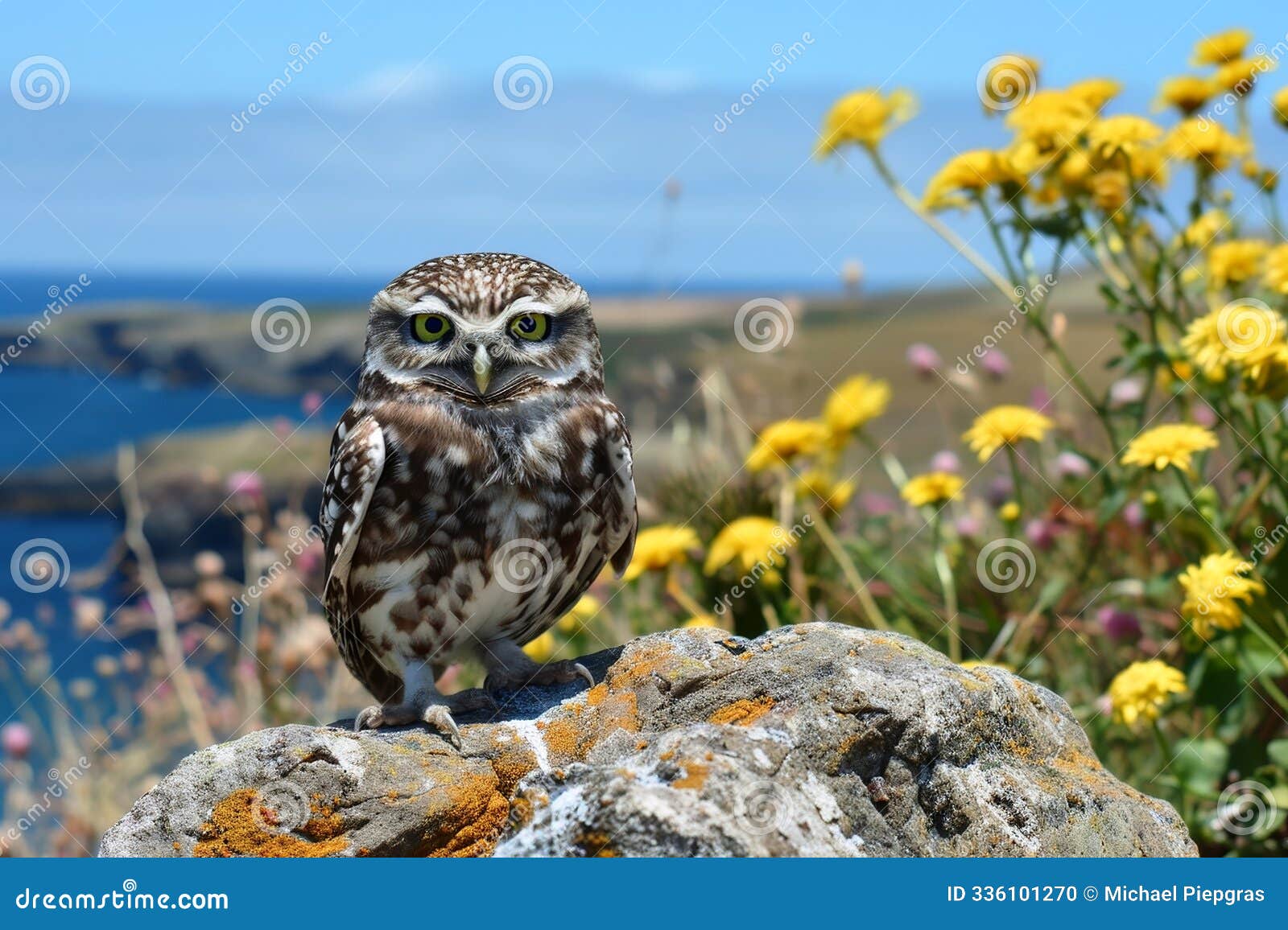A Cute Little Owl on a Rock in a Stunning Landscape Stock Photo - Image ...