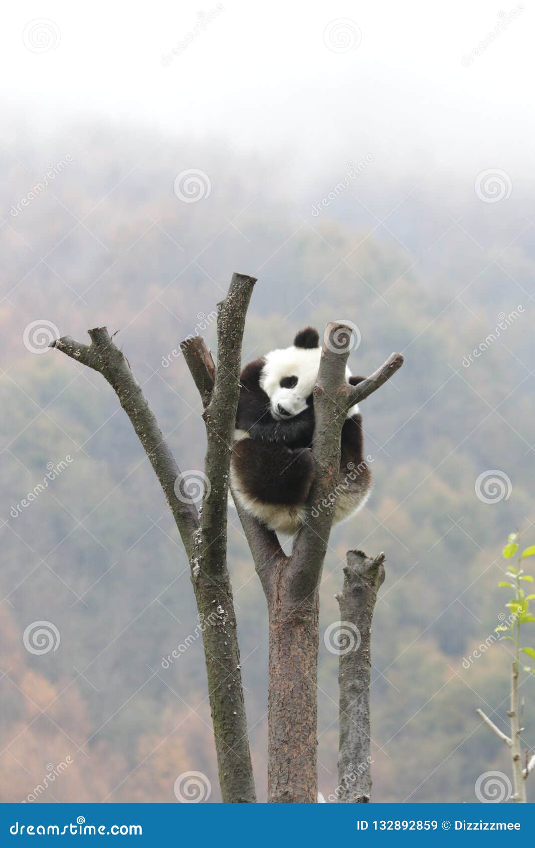 Little Panda Cub on the Hight Tree Stock Image - Image of audiences ...