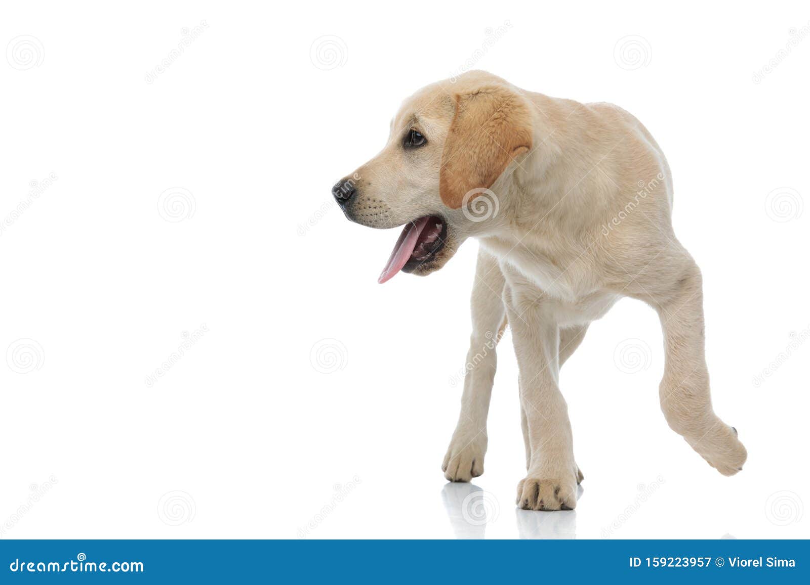 Cute Little Panting Labrador Retriever Walks Stock Image - Image of ...