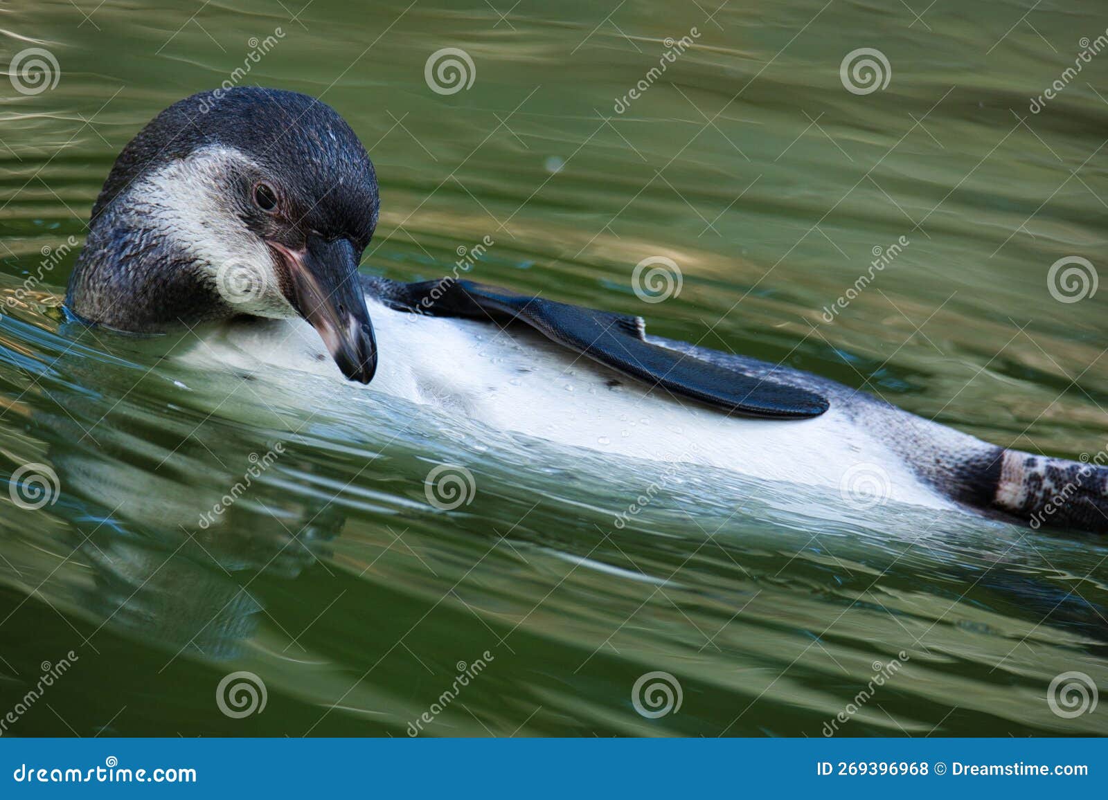 Cute Little Penguin Swimming in the Water. Stock Photo - Image of ...