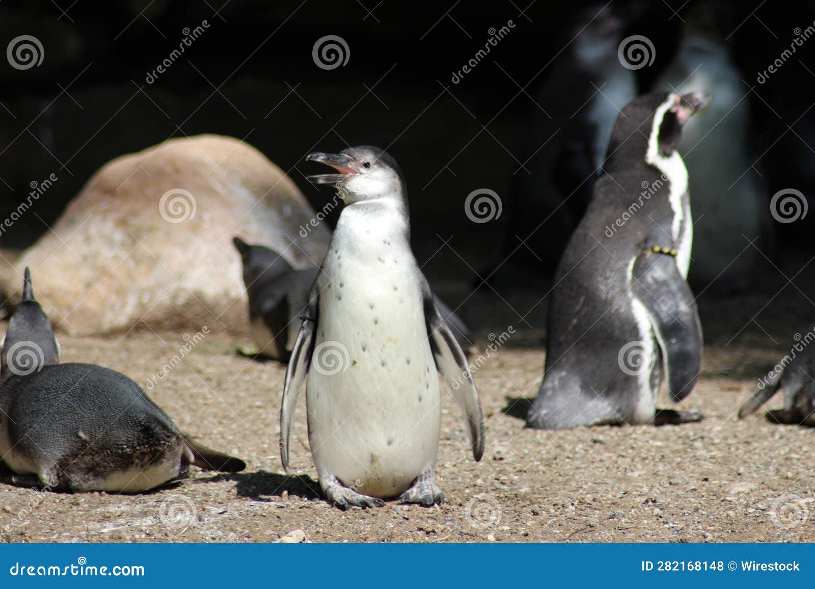 Cute Little Penguins Perched on a Sandy Ground Surface in an Outdoor ...