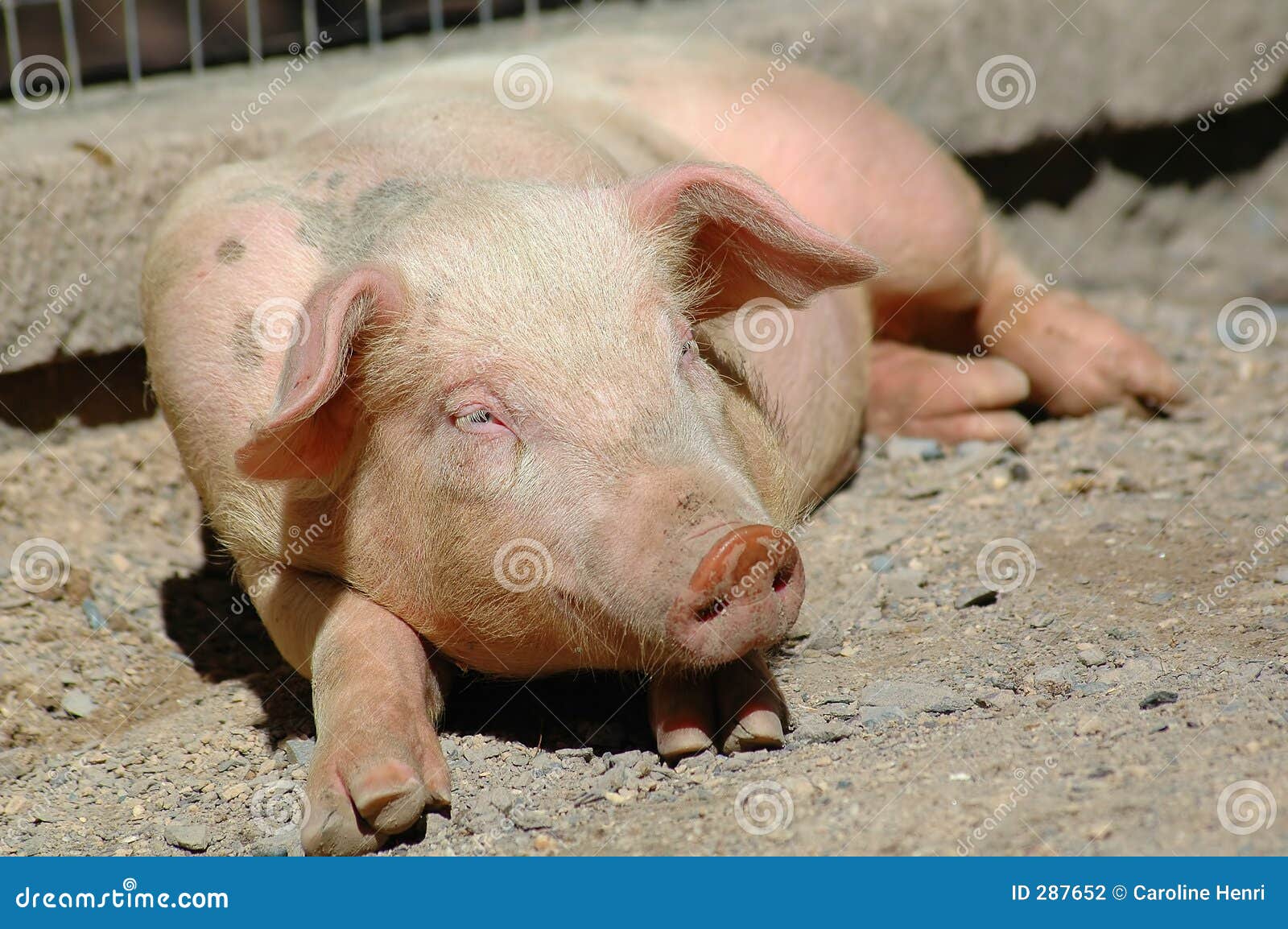 Cute little pig stock photo. Image of nature, mammals, close - 287652