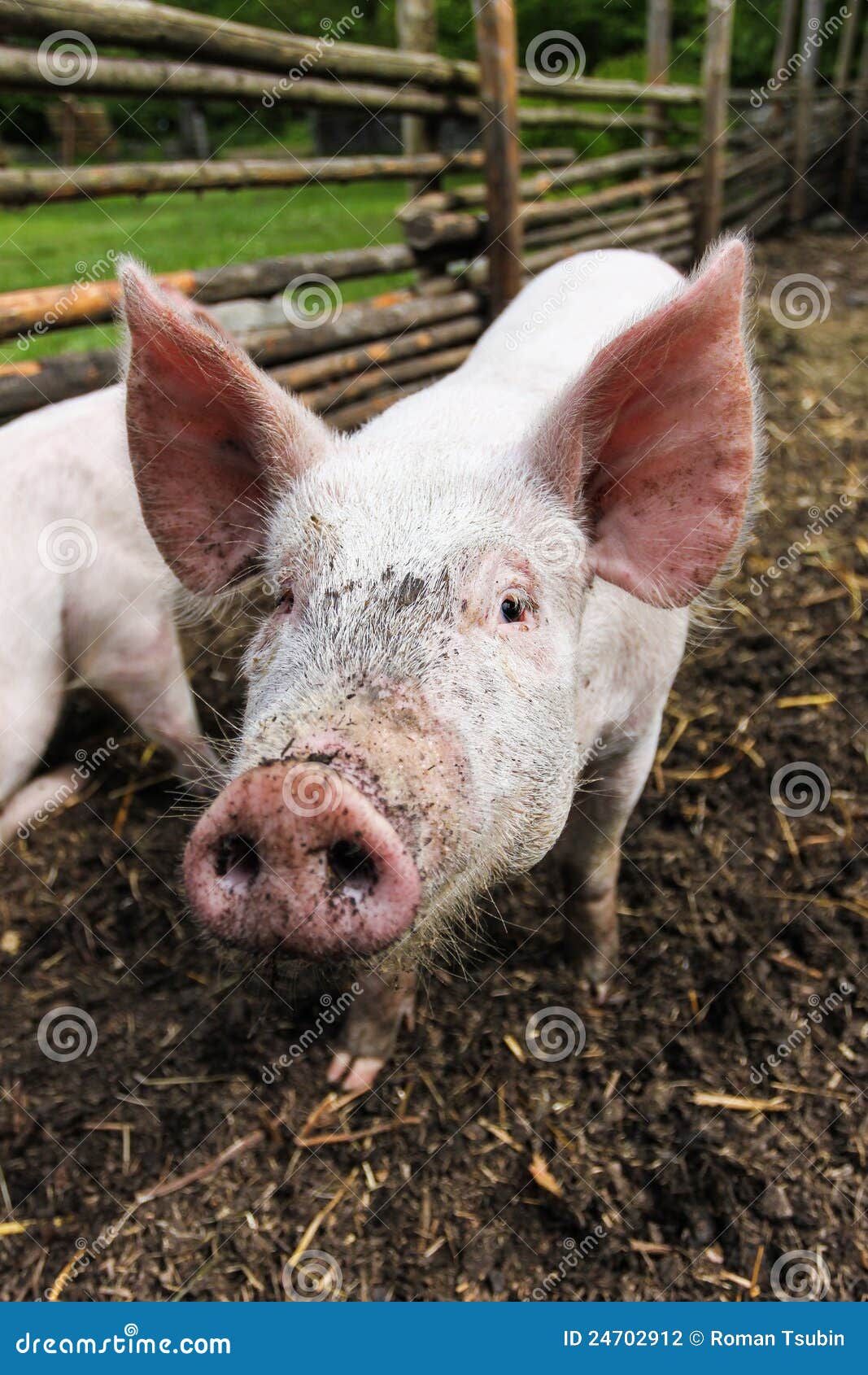 Cute Little Pig on the Farm Stock Photo - Image of ranch, pigsty: 24702912
