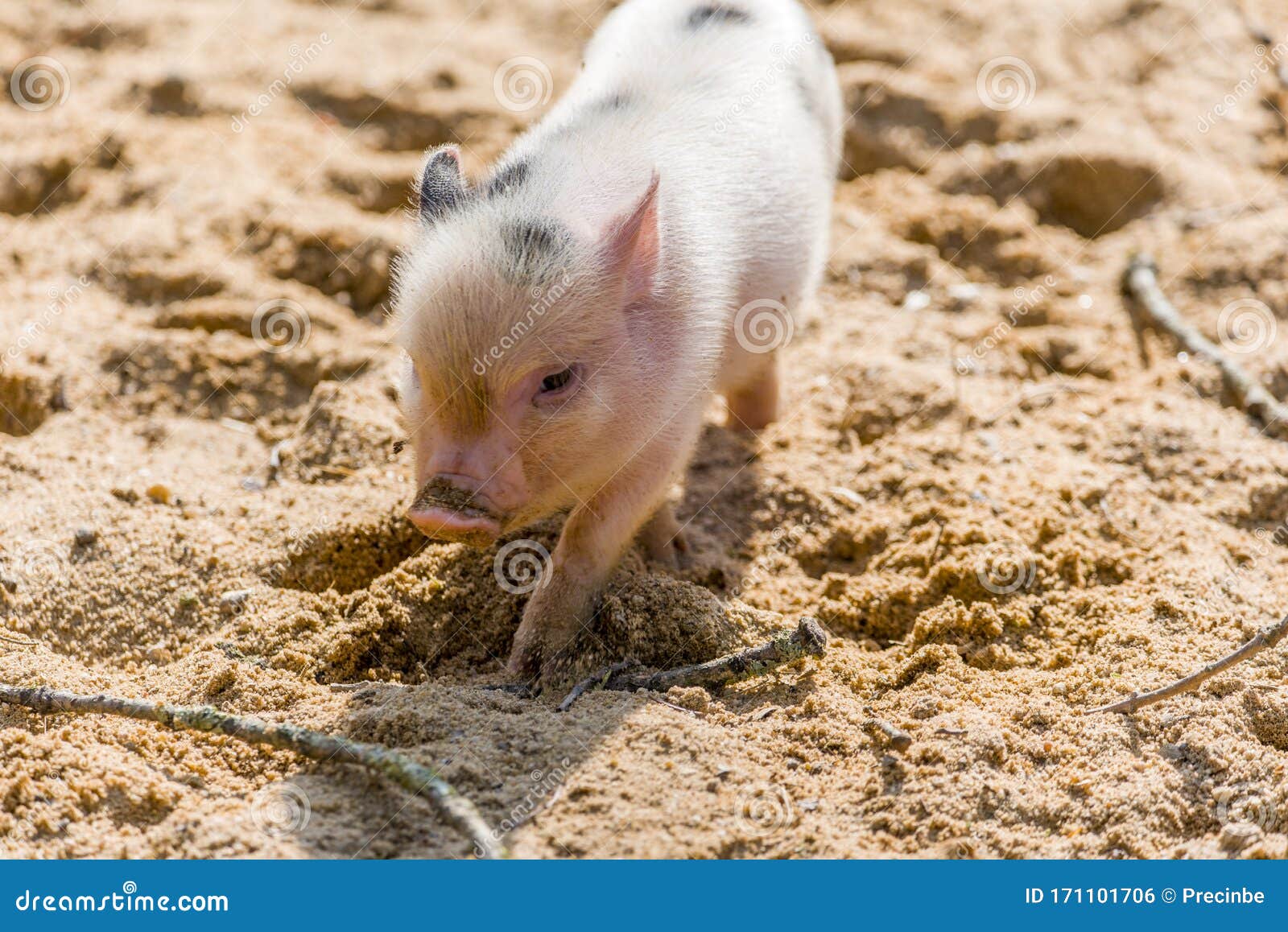 Cute Little Pig Playing in the Backyard Stock Photo - Image of farm ...