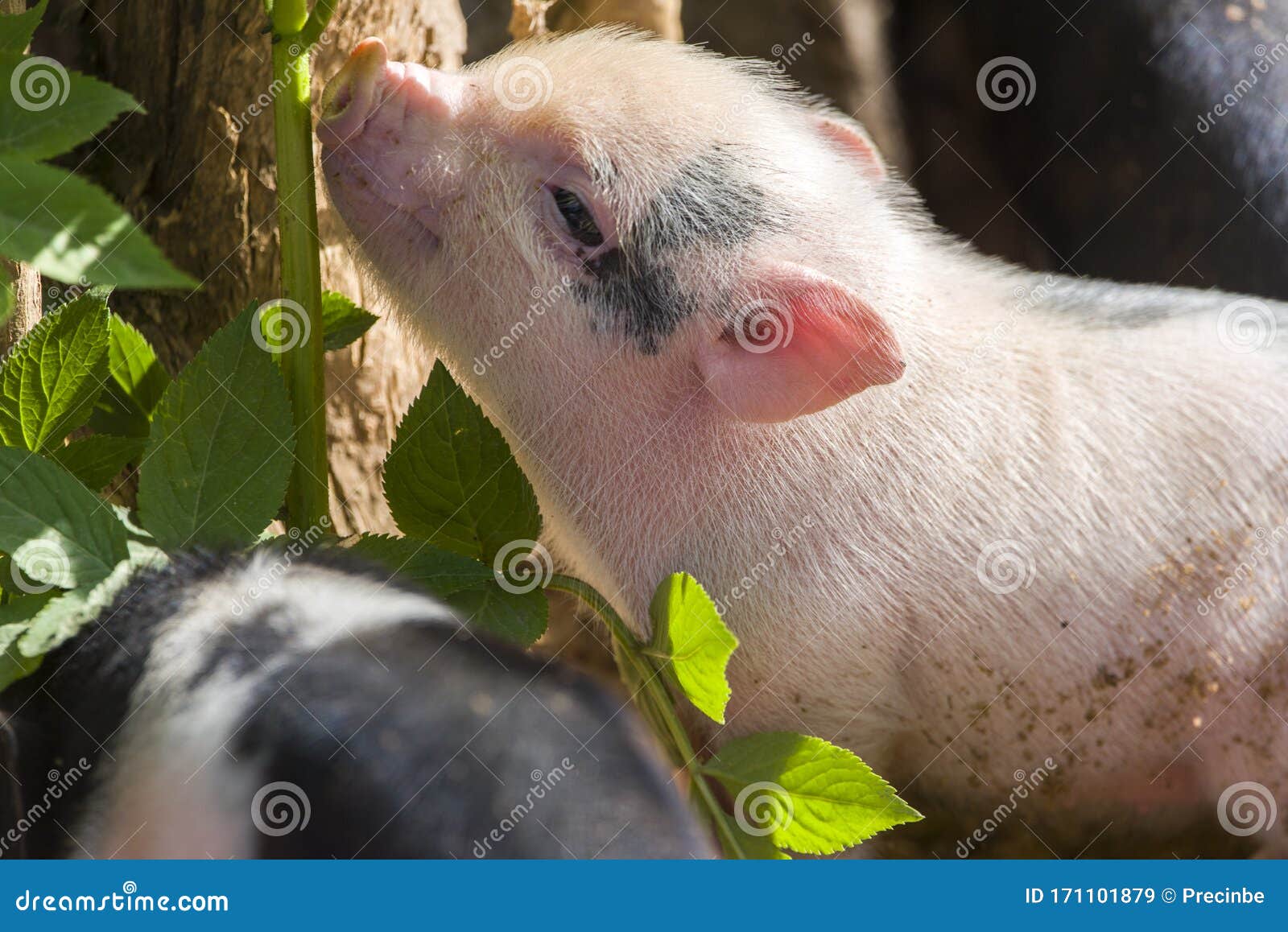 Cute Little Pig Playing in the Backyard Stock Image - Image of farm ...