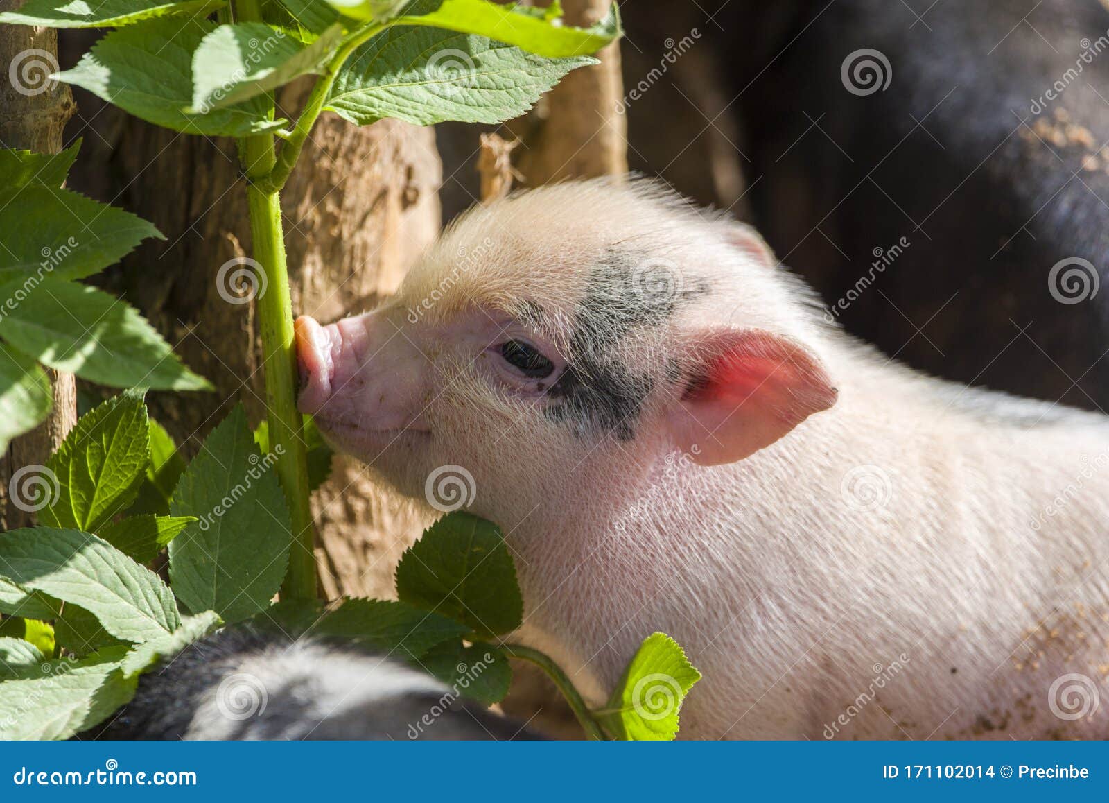 Cute Little Pig Playing in the Backyard Stock Photo - Image of cute ...