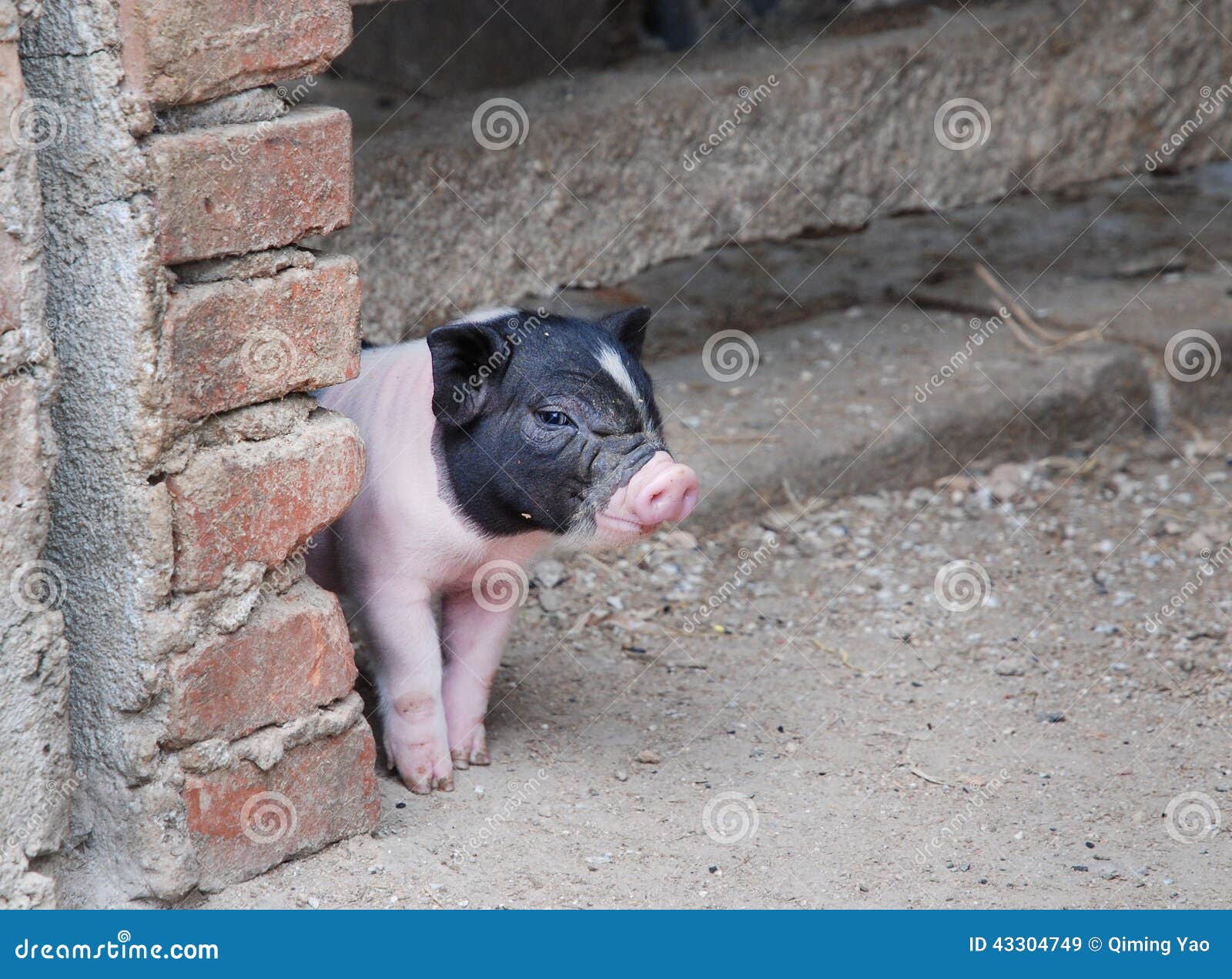 Cute little pig stock image. Image of portrait, beauty - 43304749