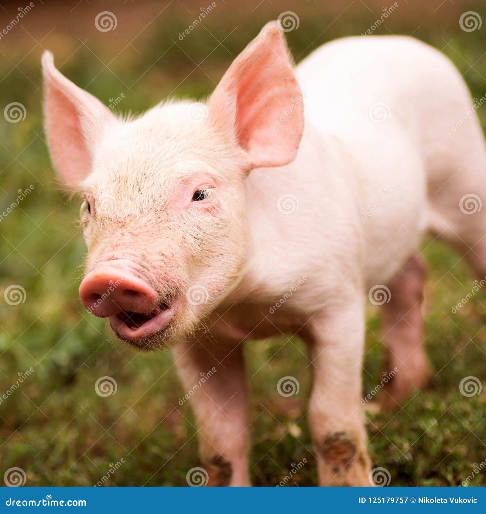 Cute little pig stock image. Image of agriculture, breeding - 125179757