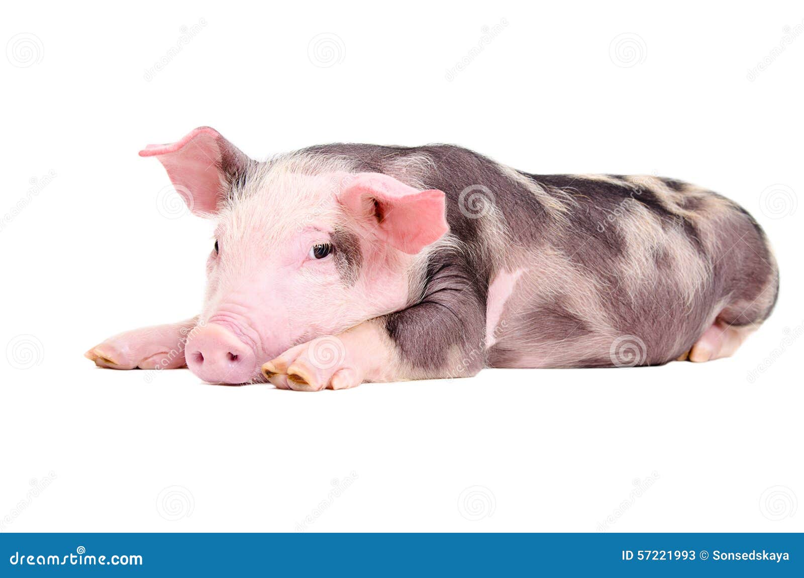 Cute little piglet stock image. Image of farm, happy - 57221993