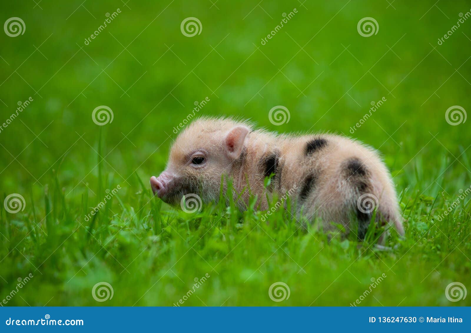 Cute little piglet stock photo. Image of minipig, green - 136247630
