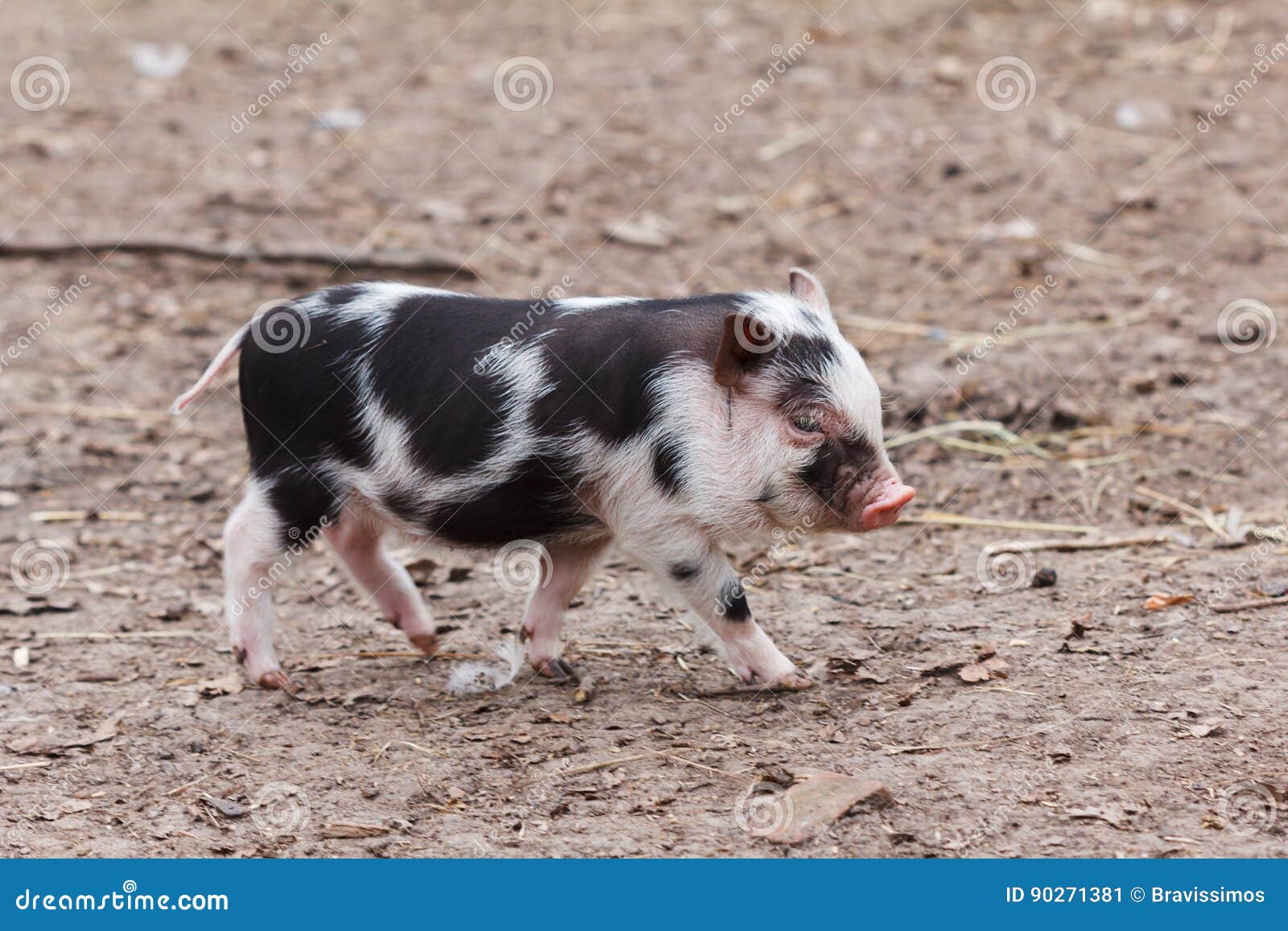 Cute little piglet stock image. Image of dirty, little - 90271381