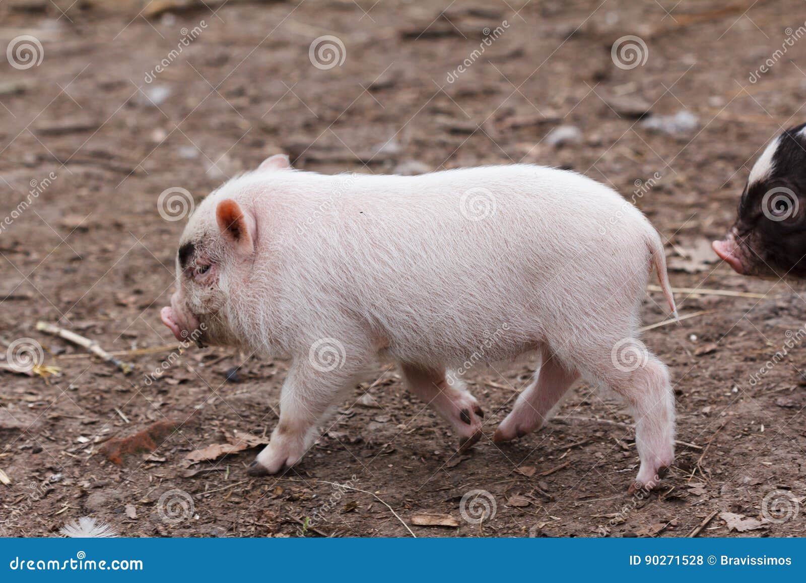 Cute little piglet stock photo. Image of animals, farm - 90271528