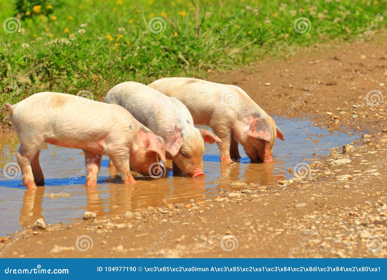 Cute little piglets stock photo. Image of flowers, spring - 104977190
