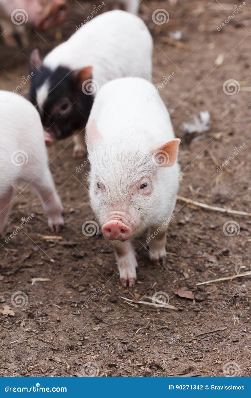 Cute little piglets stock photo. Image of feeding, small - 90271342