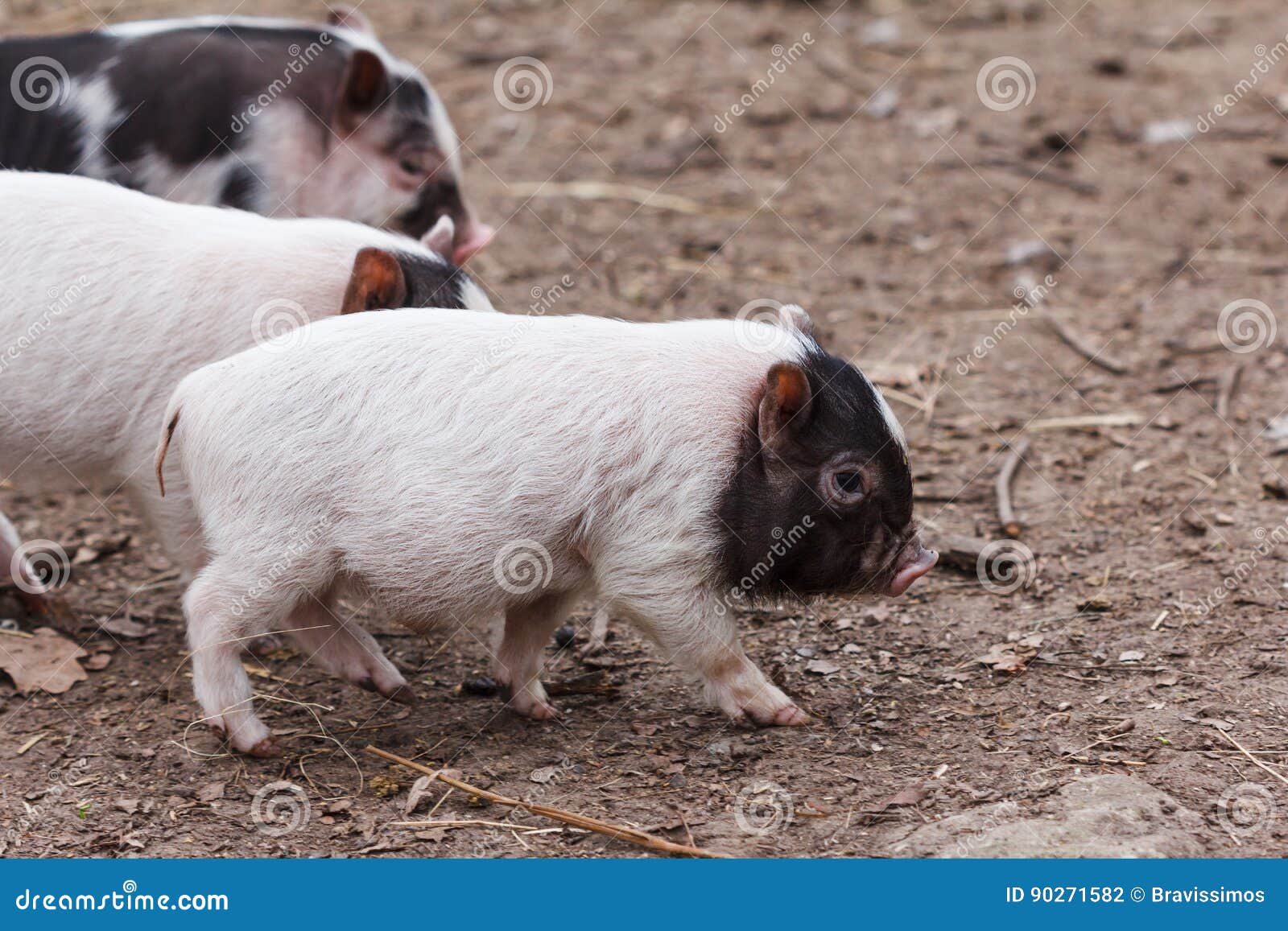 Cute little piglets stock photo. Image of outdoor, small - 90271582
