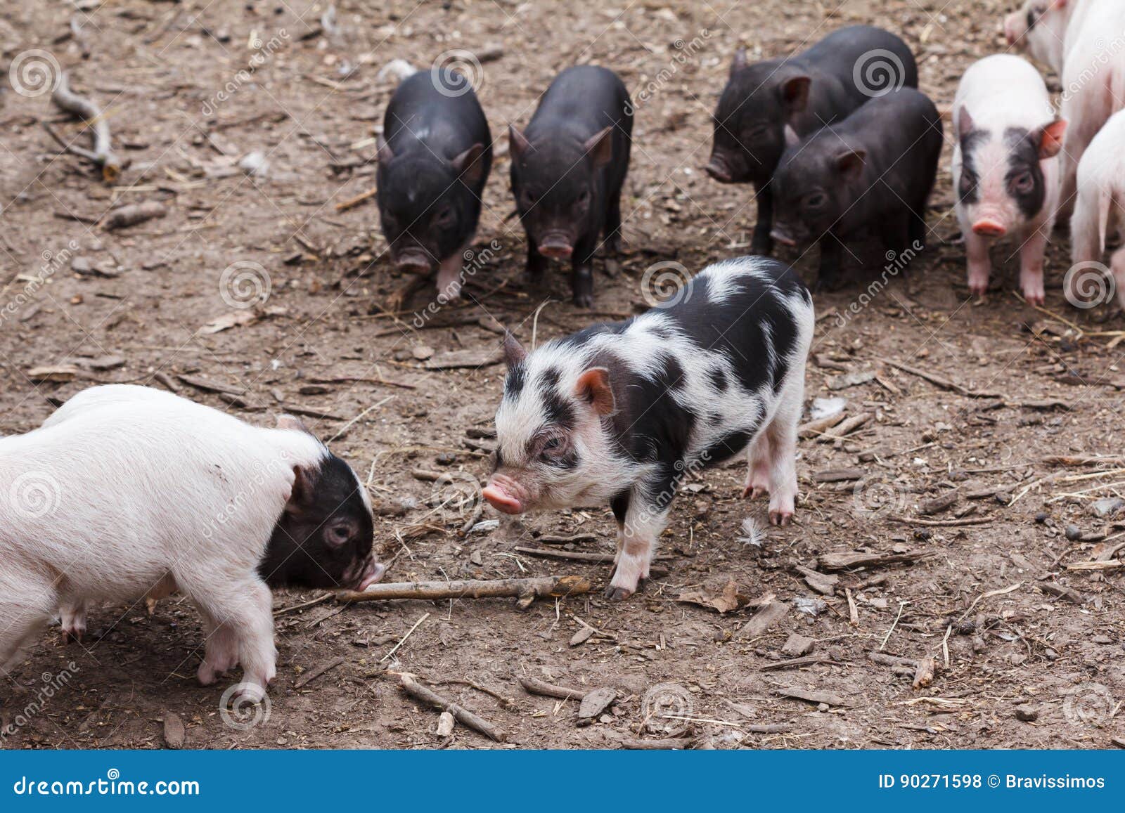 Cute little piglets stock photo. Image of baby, farmland - 90271598