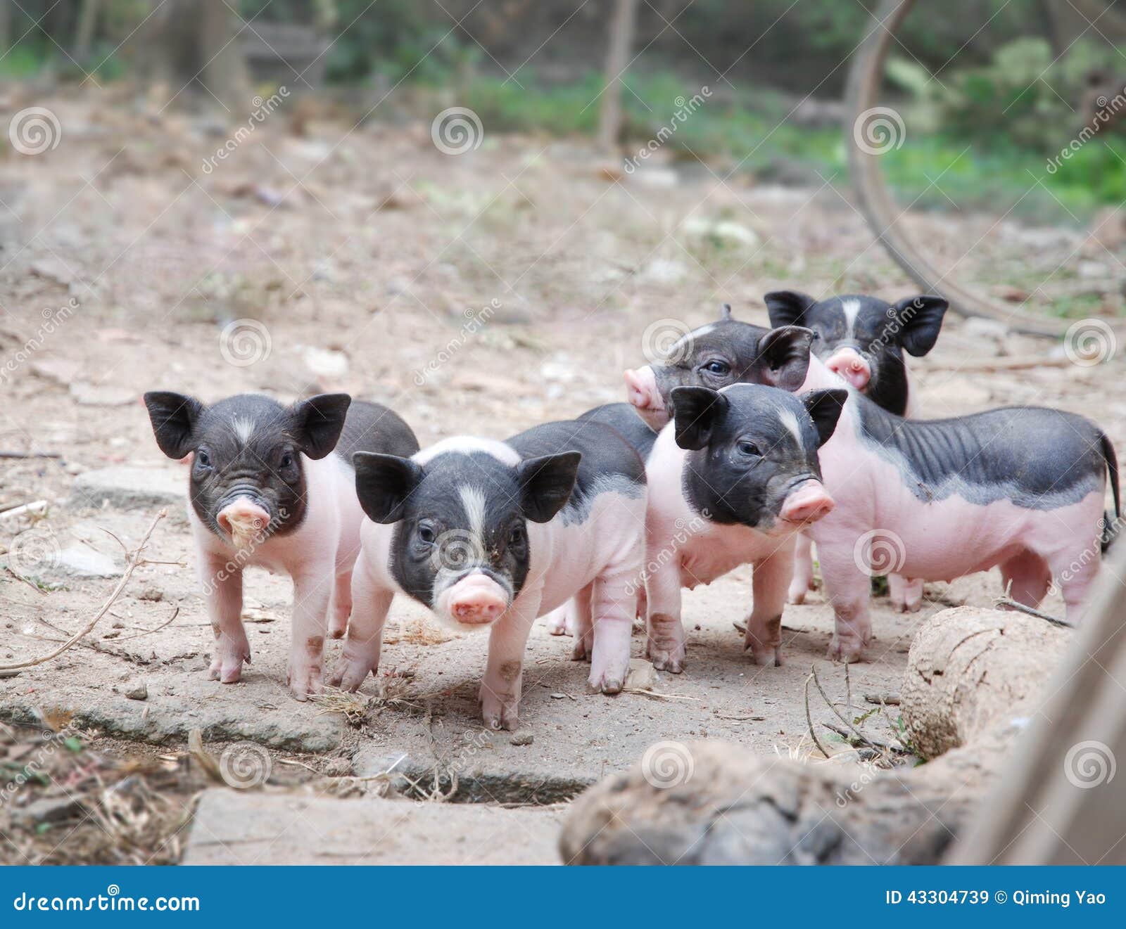Little Pigs Of The Hungarian Mangalci Breed Are Not Afraid Of The Cold ...