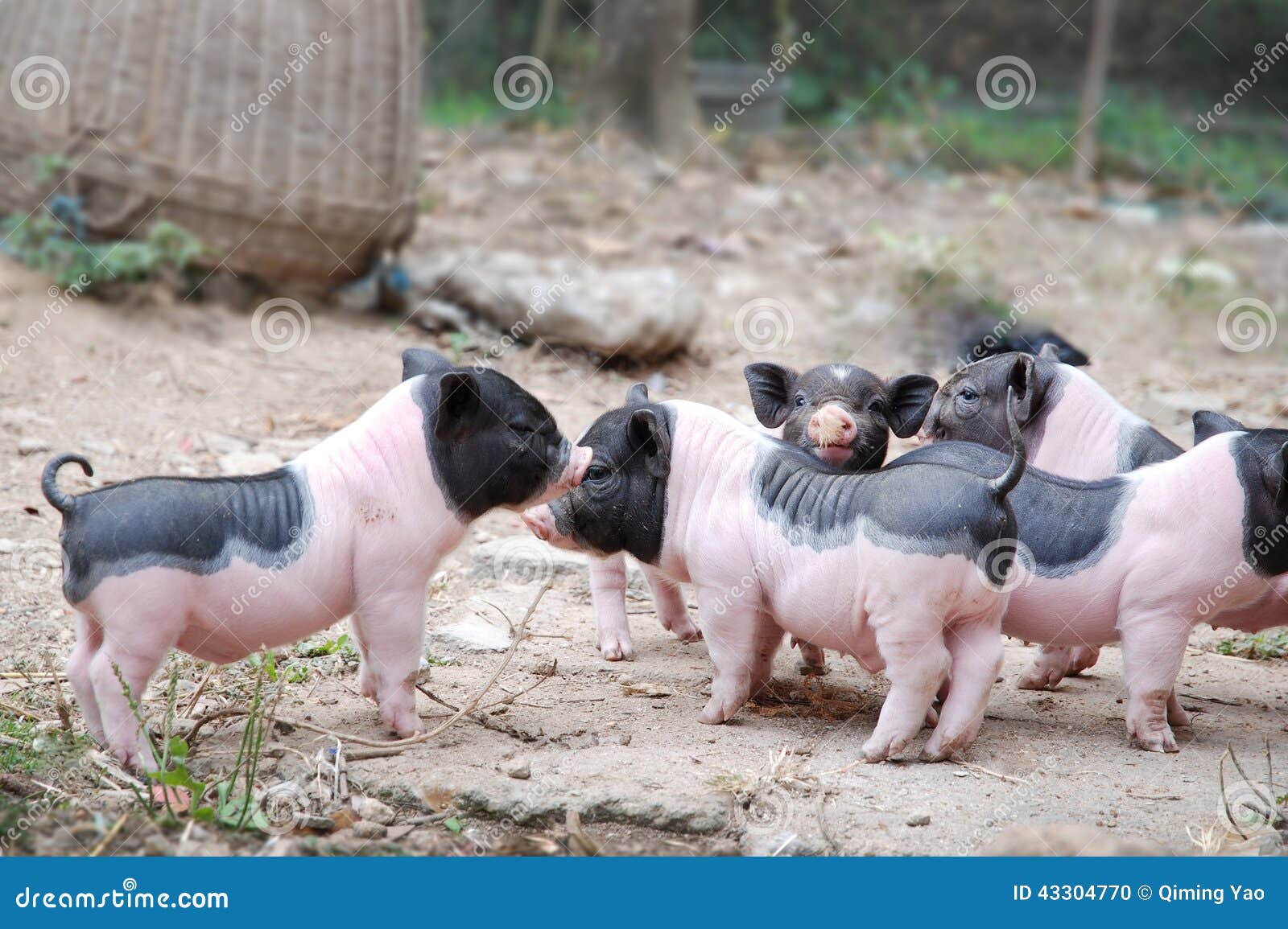 Cute little pigs stock photo. Image of pets, running - 43304770