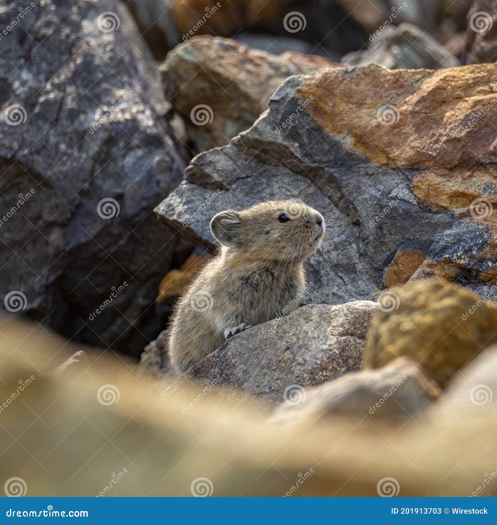 Cute Little Pika in the Stones Stock Image - Image of summer, park ...