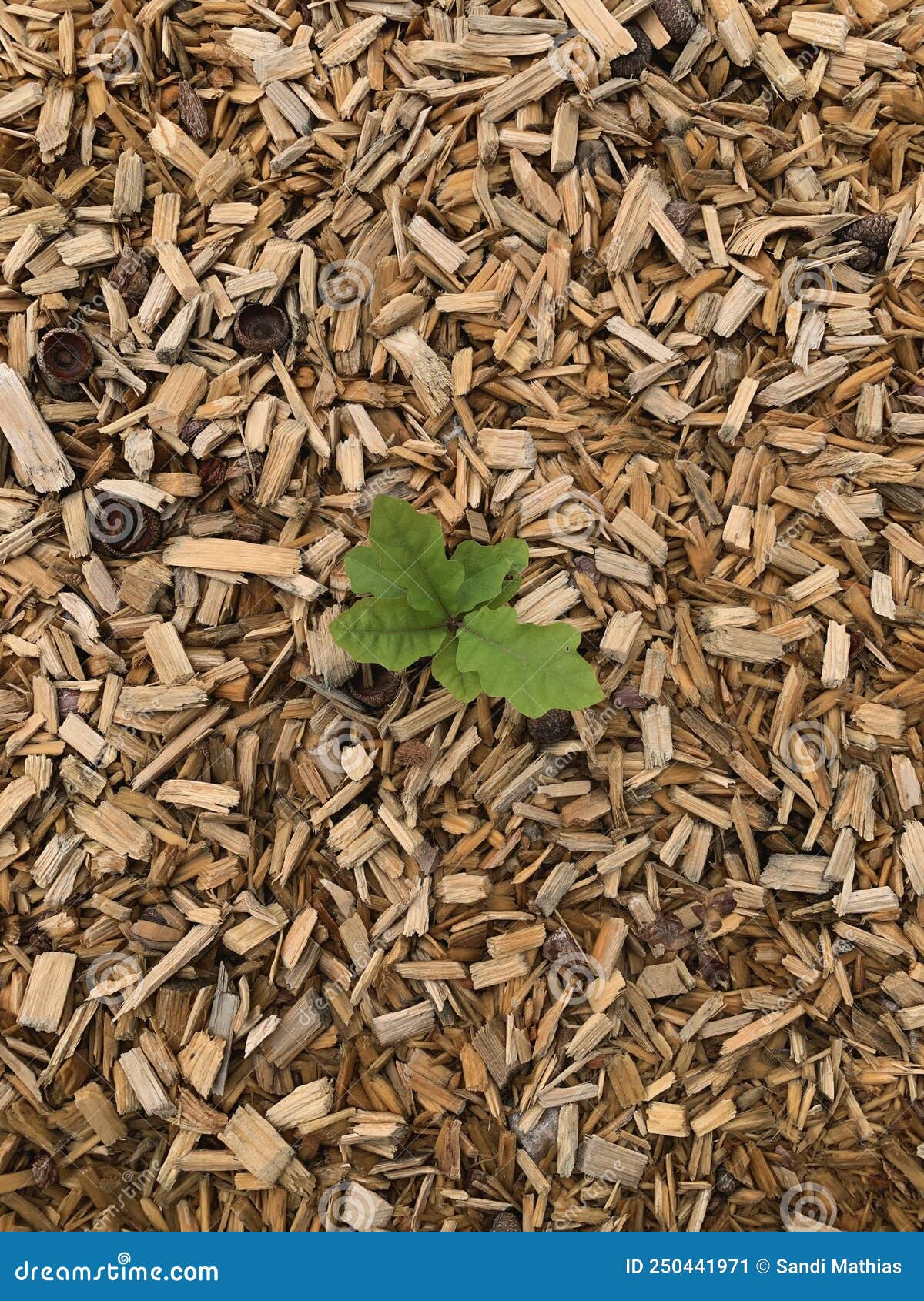 Cute little plants stock image. Image of branch, grass - 250441971