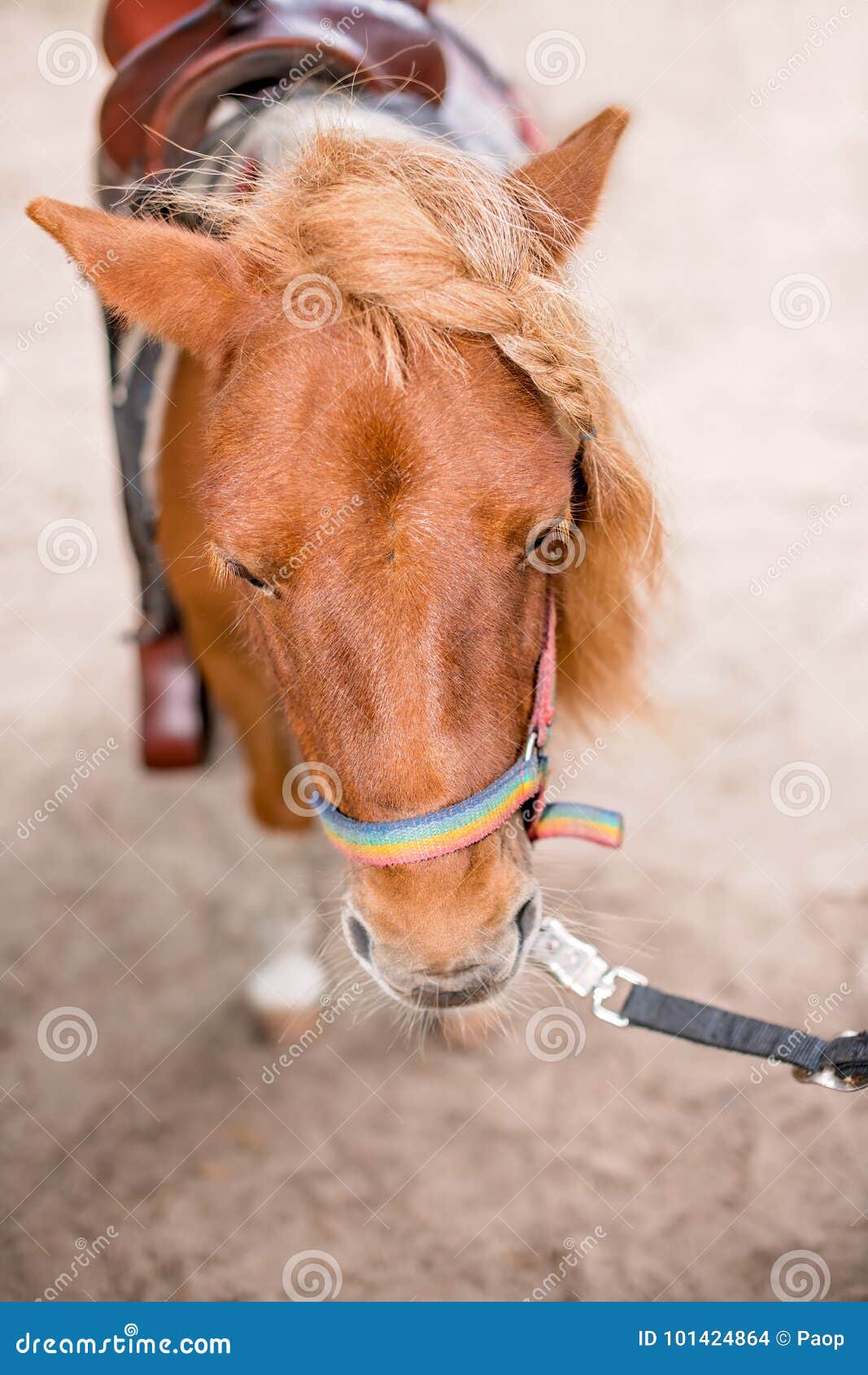 Cute little pony stock photo. Image of head, brown, little - 101424864