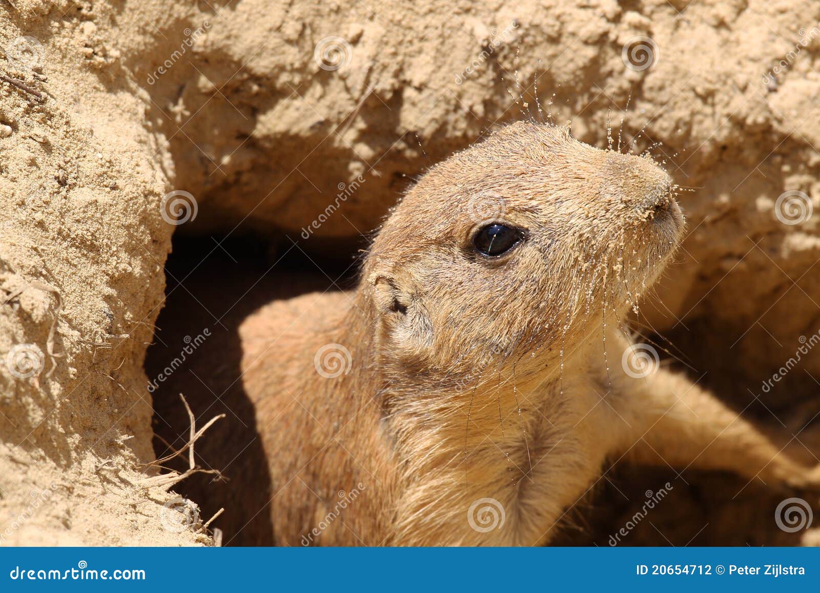 Cute little prairie dog stock photo. Image of animal - 20654712