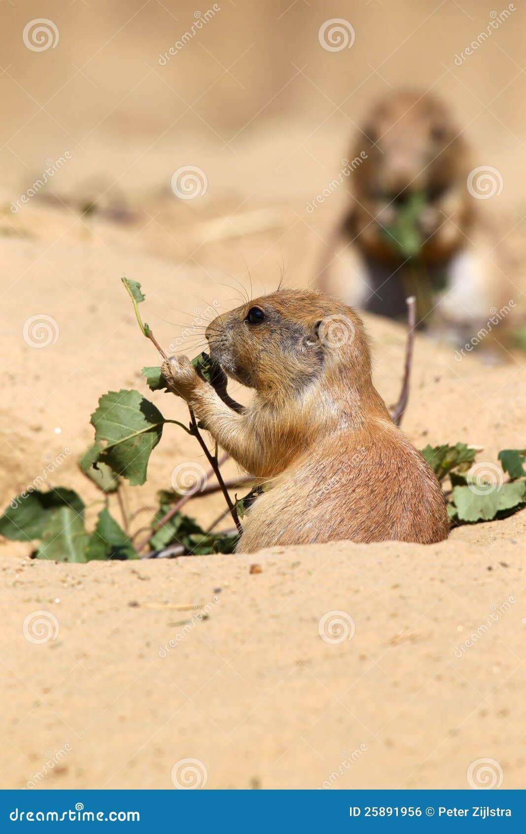 Cute little prairie dog stock photo. Image of sand, social - 25891956