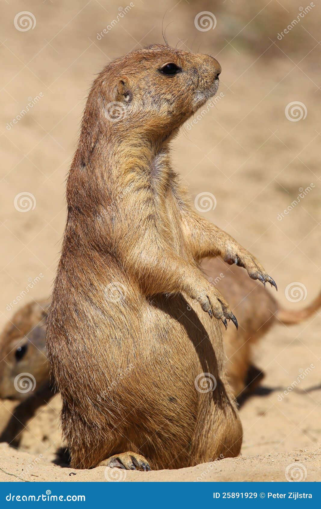 Cute Little Prairie Dog in Characteristic Posture Stock Image - Image ...
