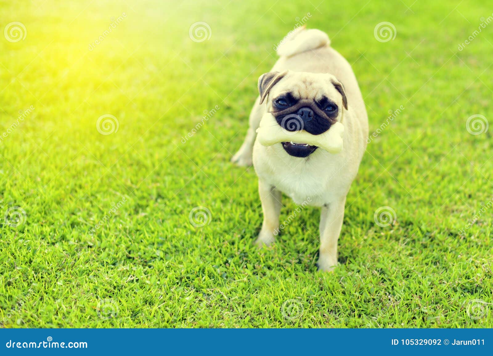 Cute little Pug stock photo. Image of breakfast, hungry - 105329092