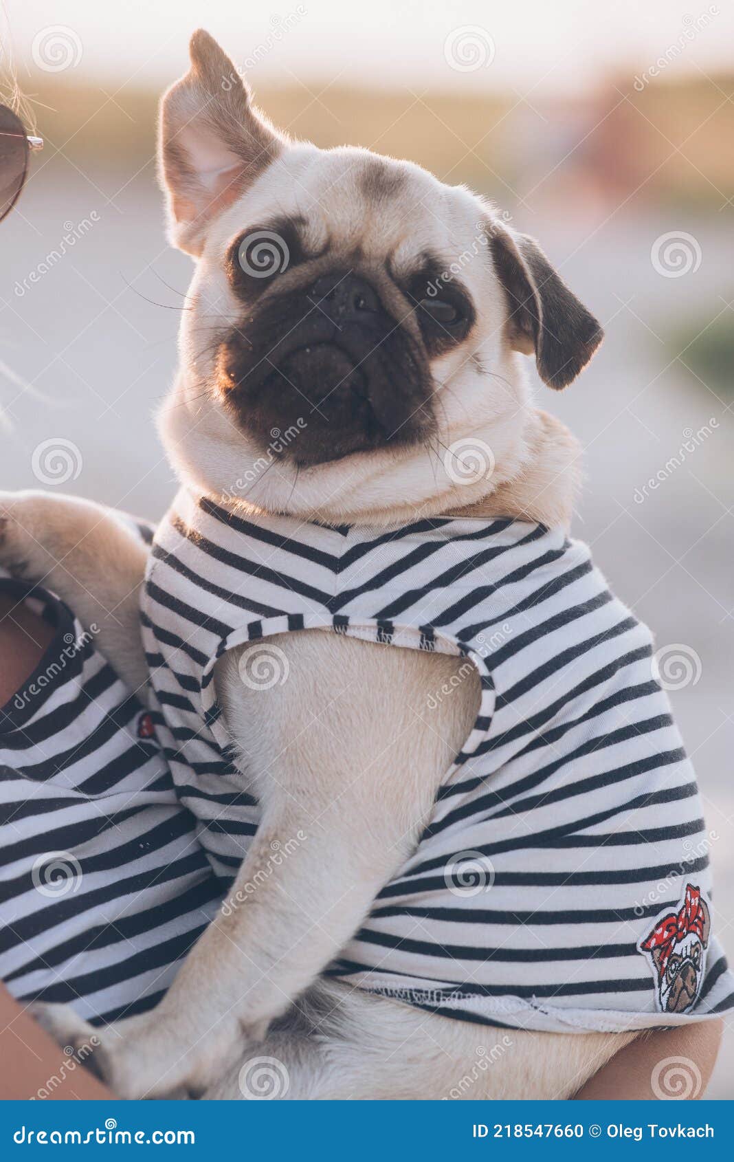 Cute Little Pug Puppy Sitting on Human Hands Stock Photo - Image of ...
