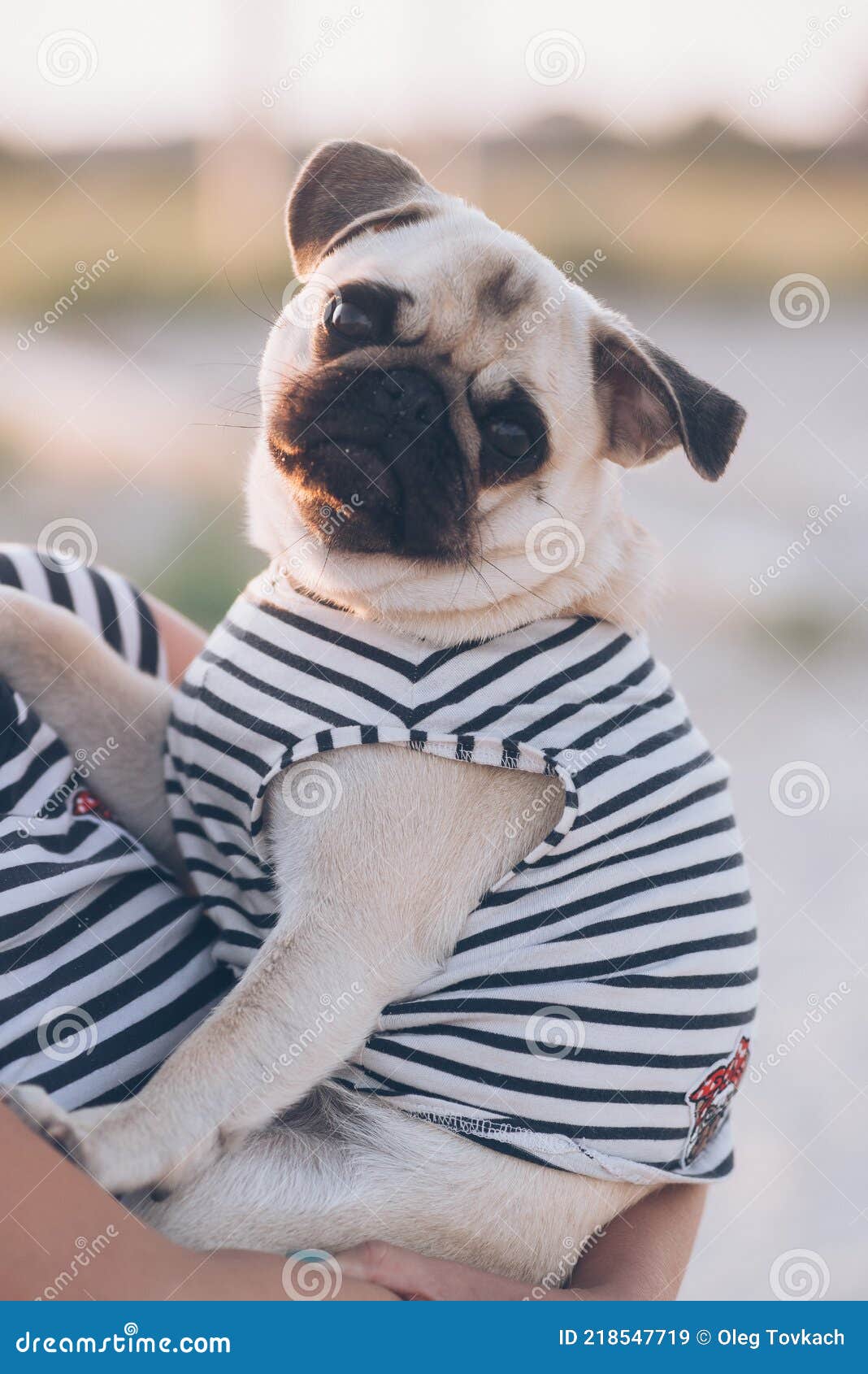 Cute Little Pug Puppy Sitting on Human Hands Stock Image - Image of ...