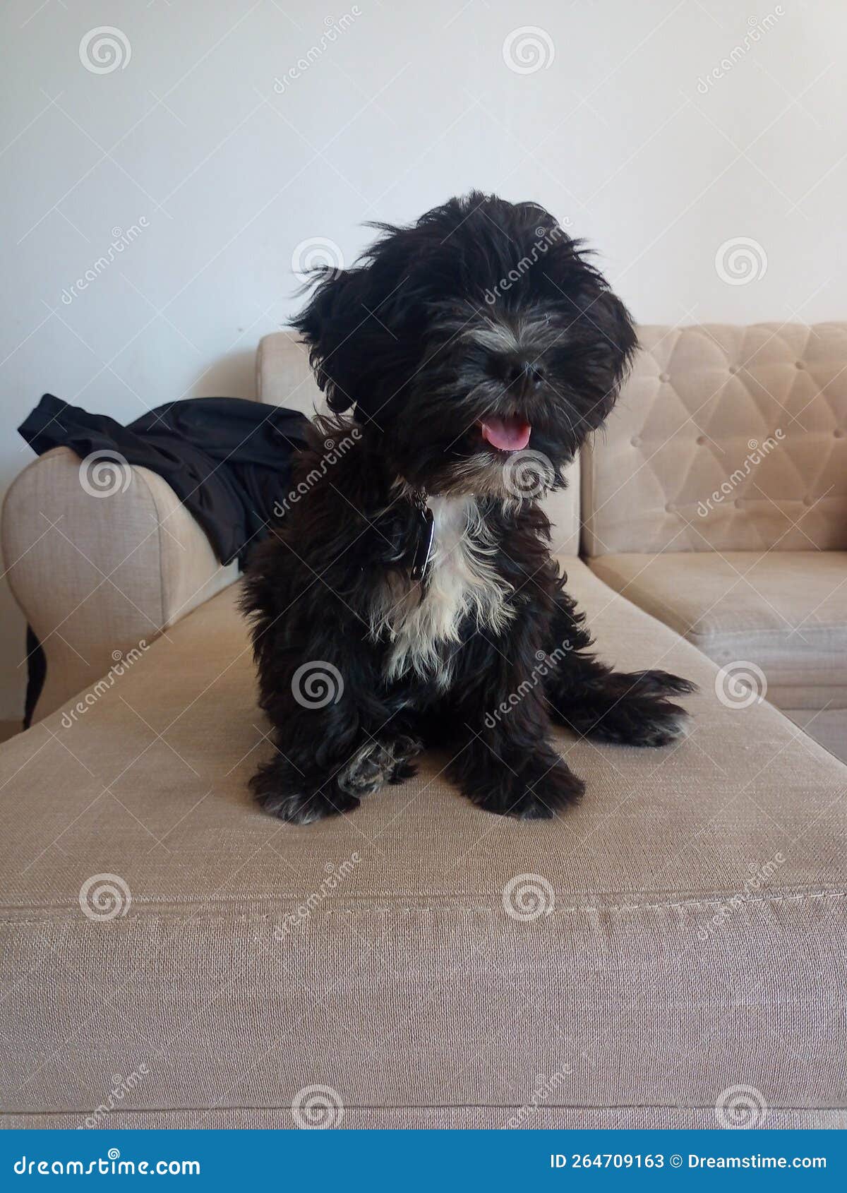 Cute little puppy stock image. Image of animal, puppy - 264709163