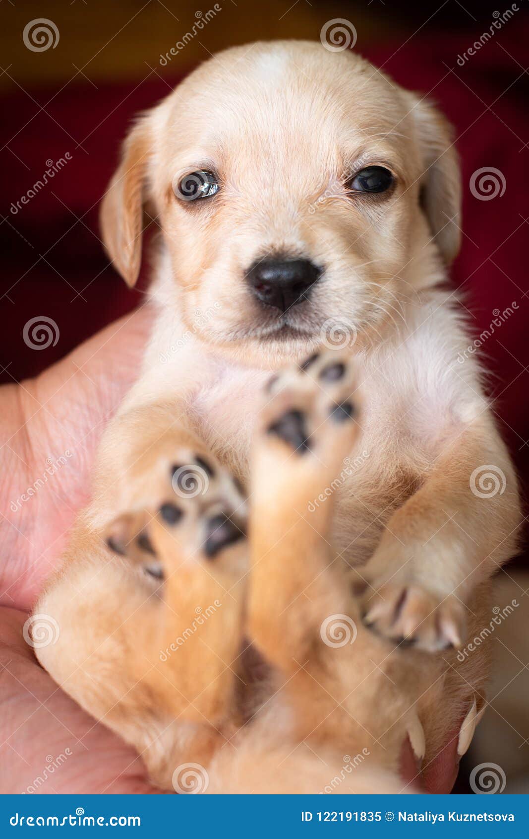Cute little puppy stock image. Image of lovely, textile - 122191835