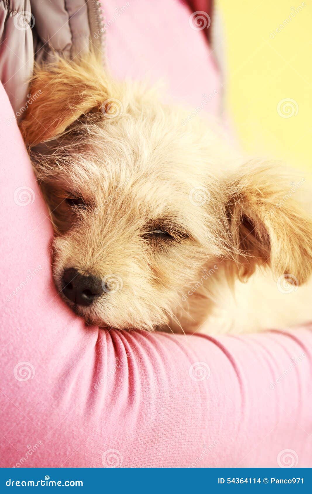 Cute little puppy stock photo. Image of childhood, looking - 54364114