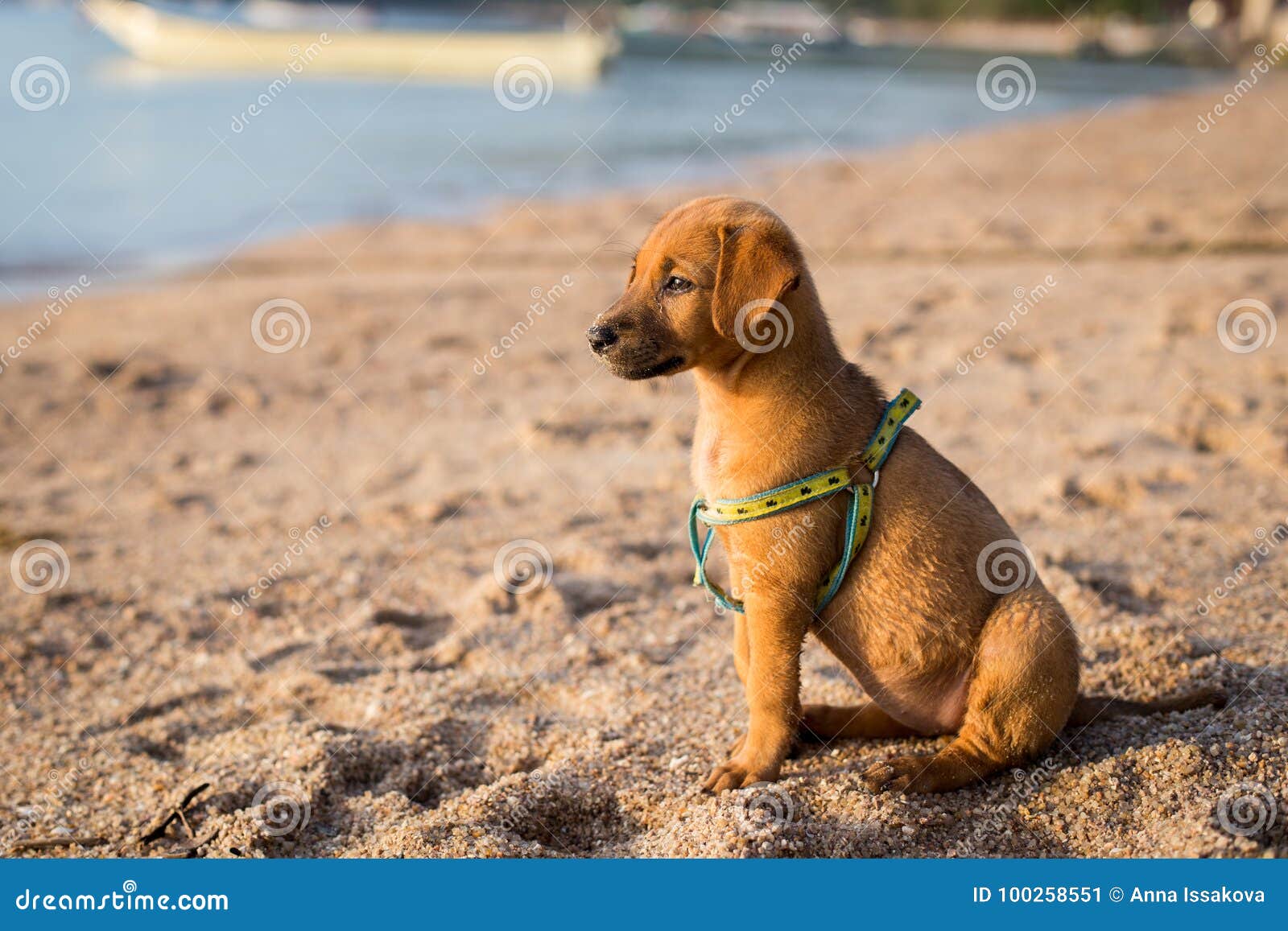 Cute puppy on the beach stock image. Image of outdoors - 100258551