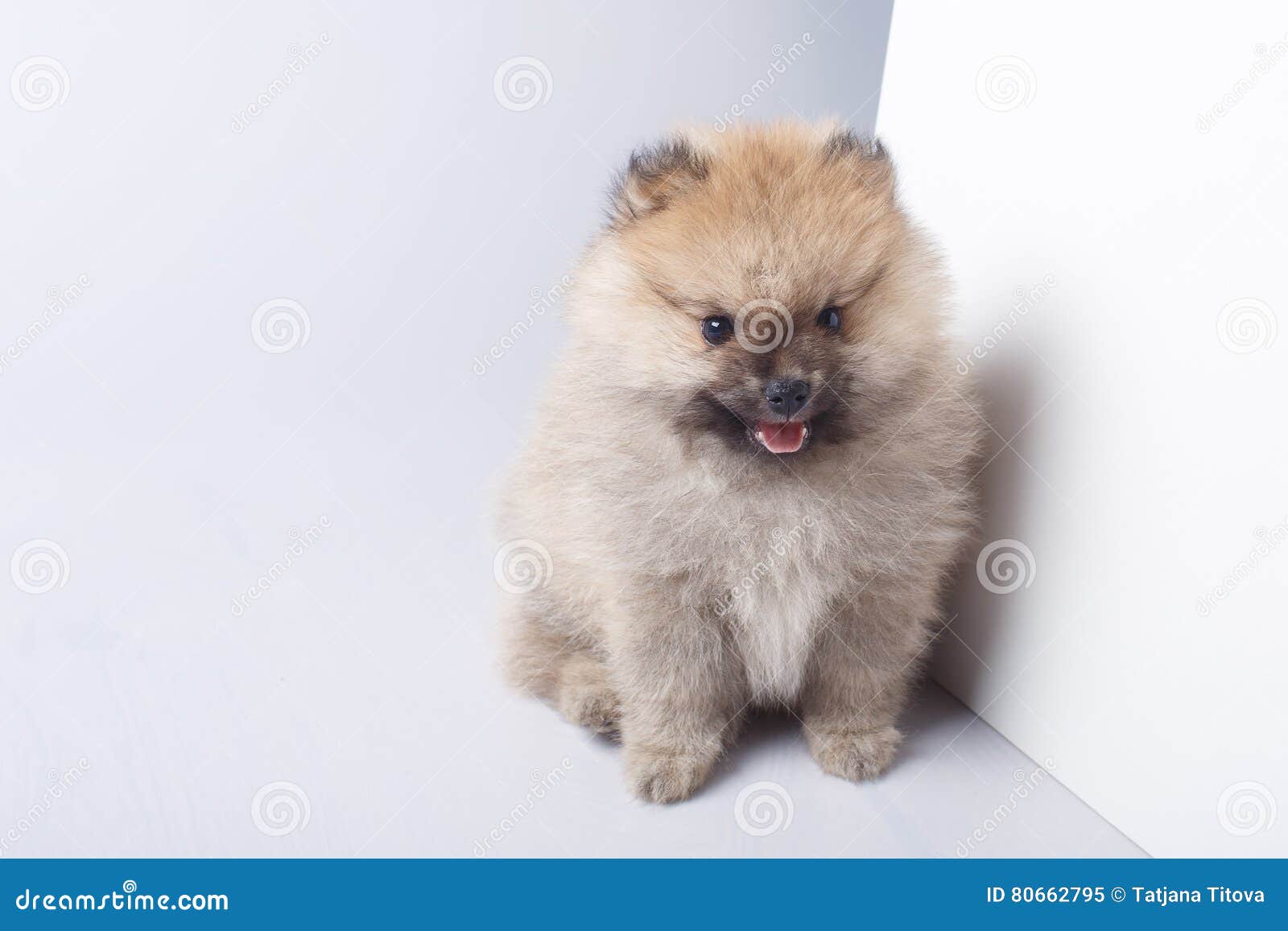 Cute Little Puppy Small German Spitz Stock Image - Image of nature ...