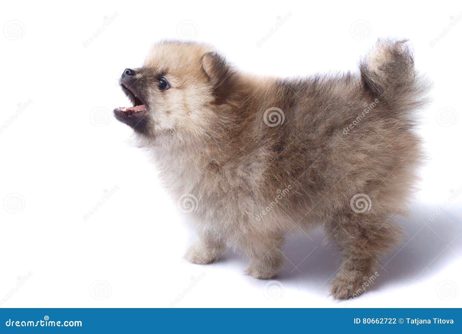 Cute Little Puppy Small German Spitz Isolated on White Background Stock ...